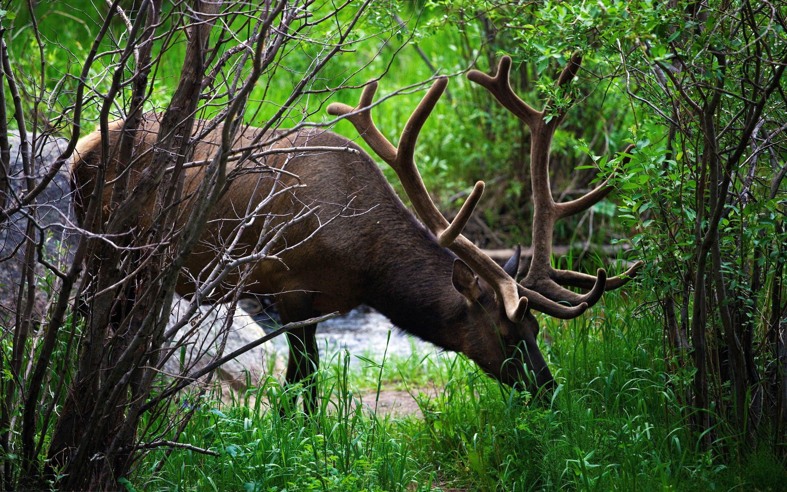 Deer in Forest Wallpapers - Top Free Deer in Forest Backgrounds ...