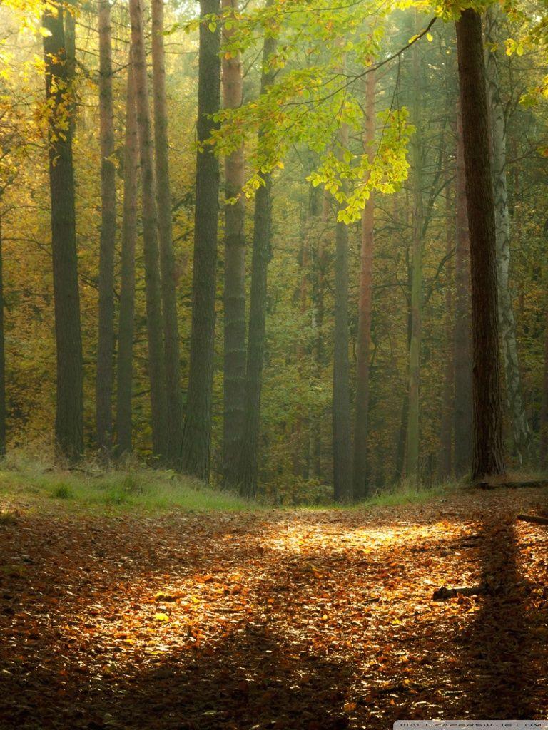 Serene Autumn Wallpapers - Top Free Serene Autumn Backgrounds ...