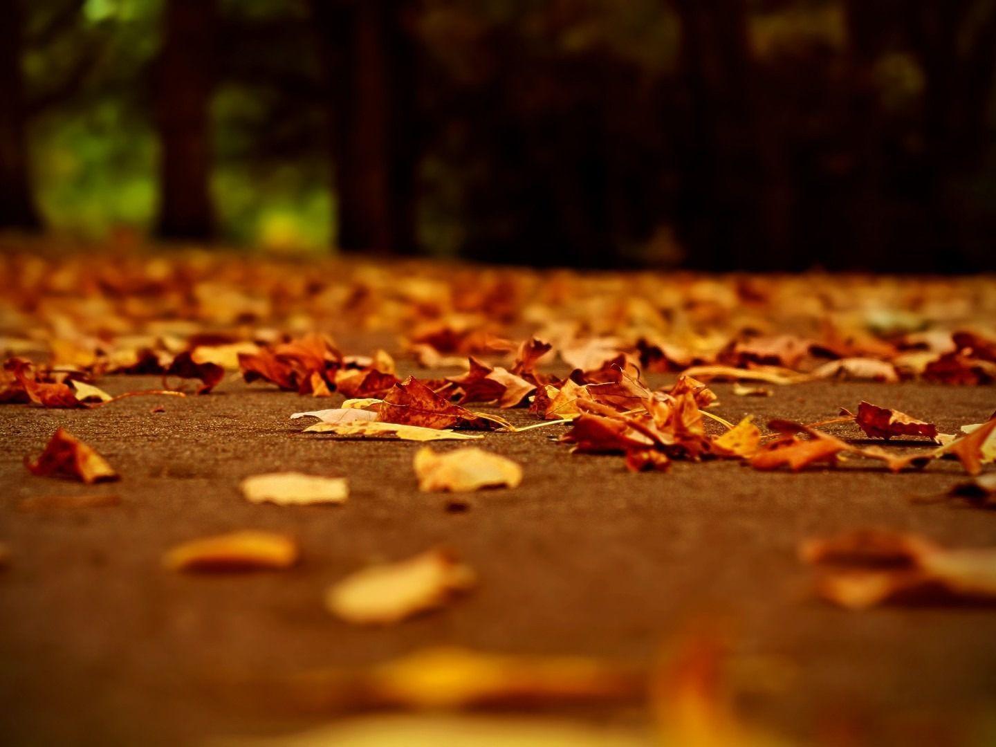 Serene Autumn Wallpapers - Top Free Serene Autumn Backgrounds ...
