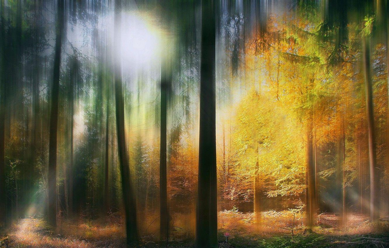 Serene Forest Wallpapers - Top Free Serene Forest Backgrounds ...