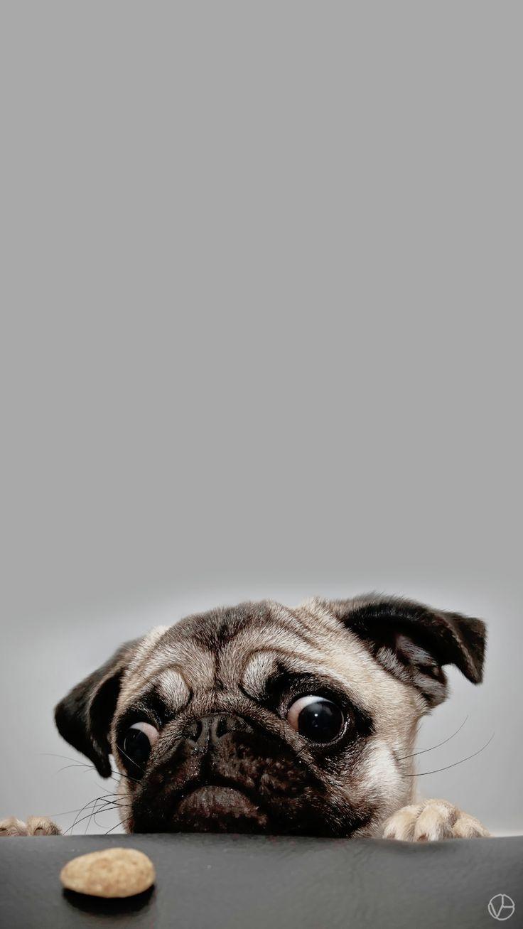 Grumpy Dog Wallpapers - Top Free Grumpy Dog Backgrounds - WallpaperAccess