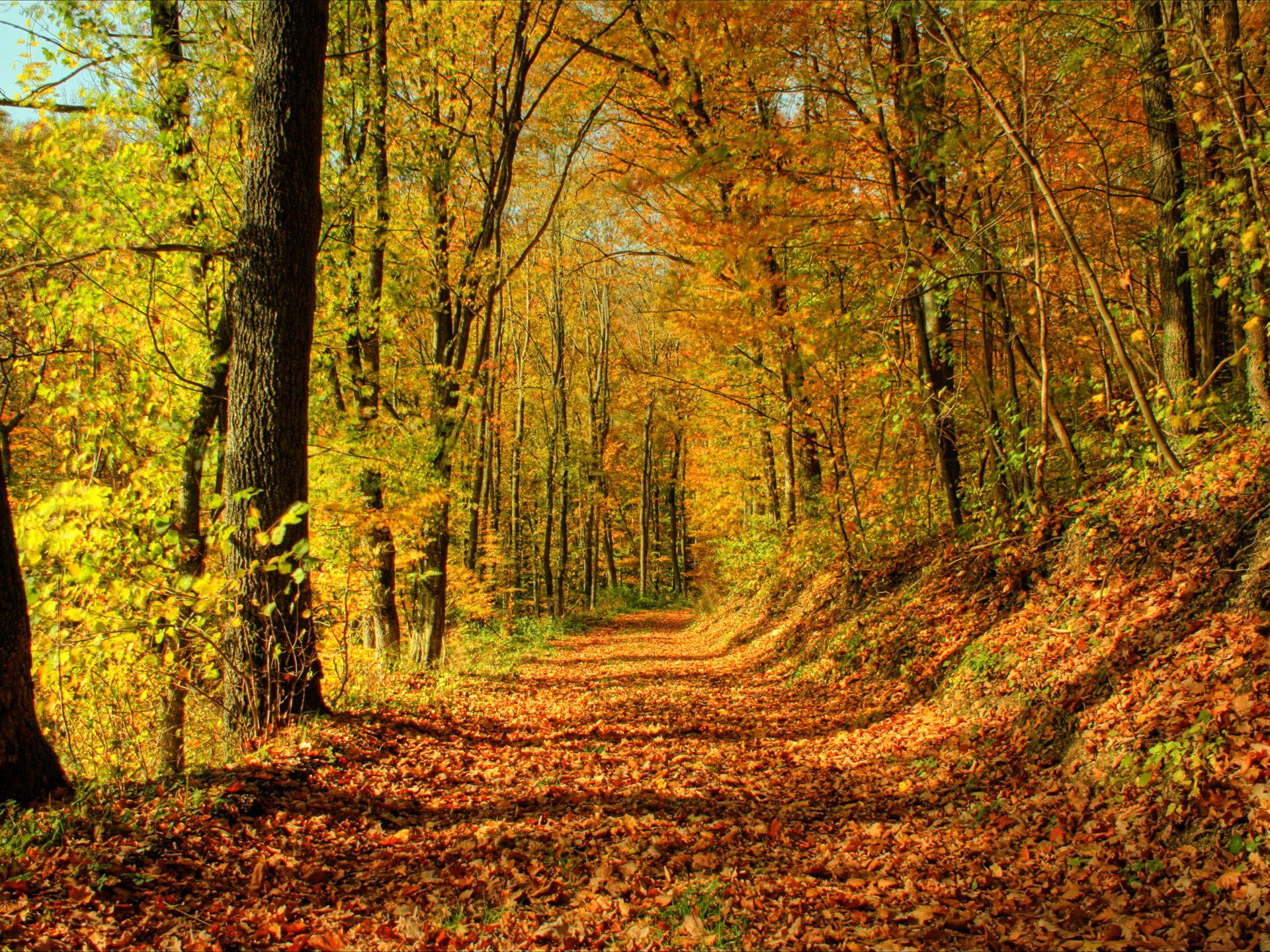 Serene Autumn Wallpapers - Top Free Serene Autumn Backgrounds ...