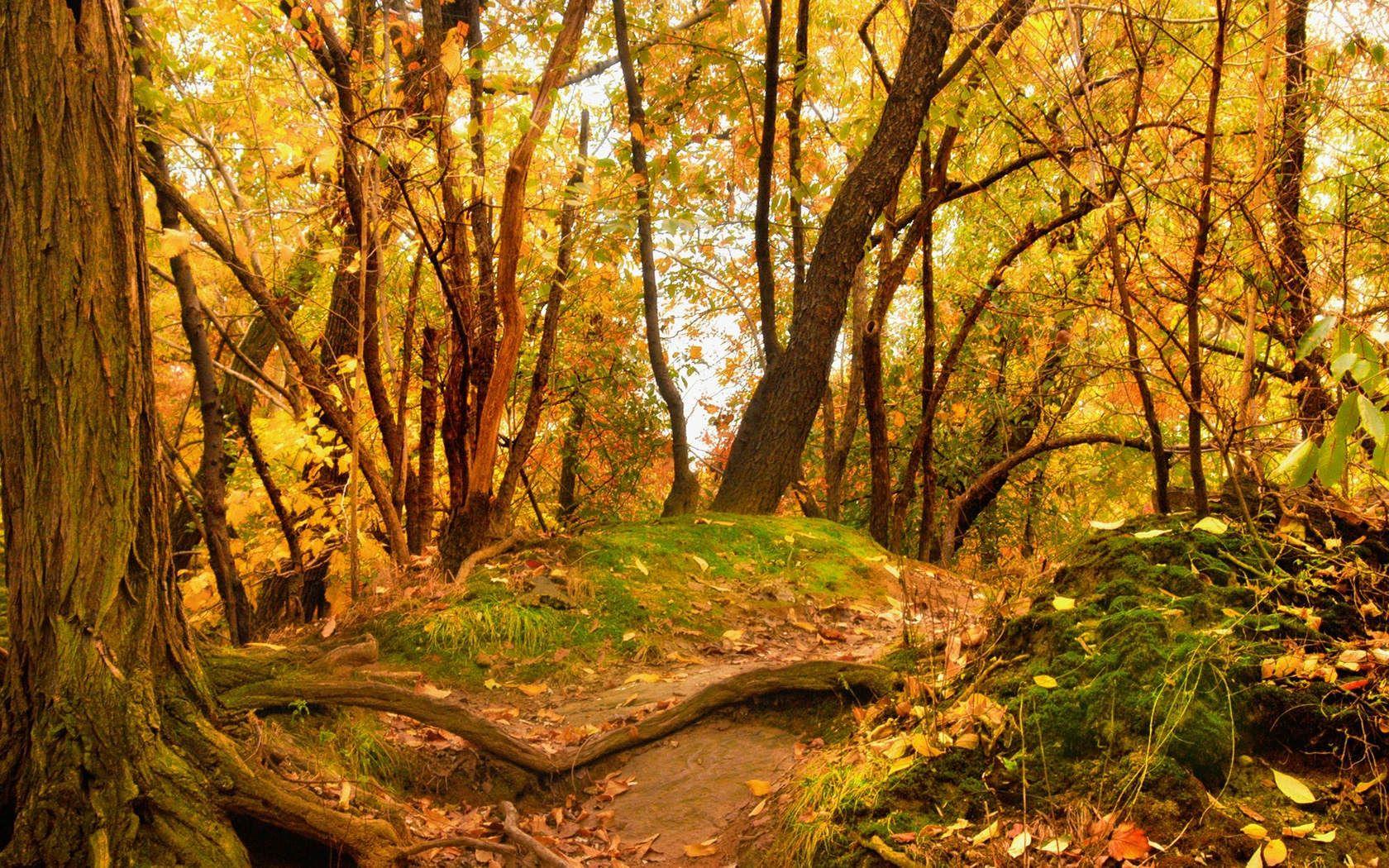 Serene Autumn Wallpapers - Top Free Serene Autumn Backgrounds ...