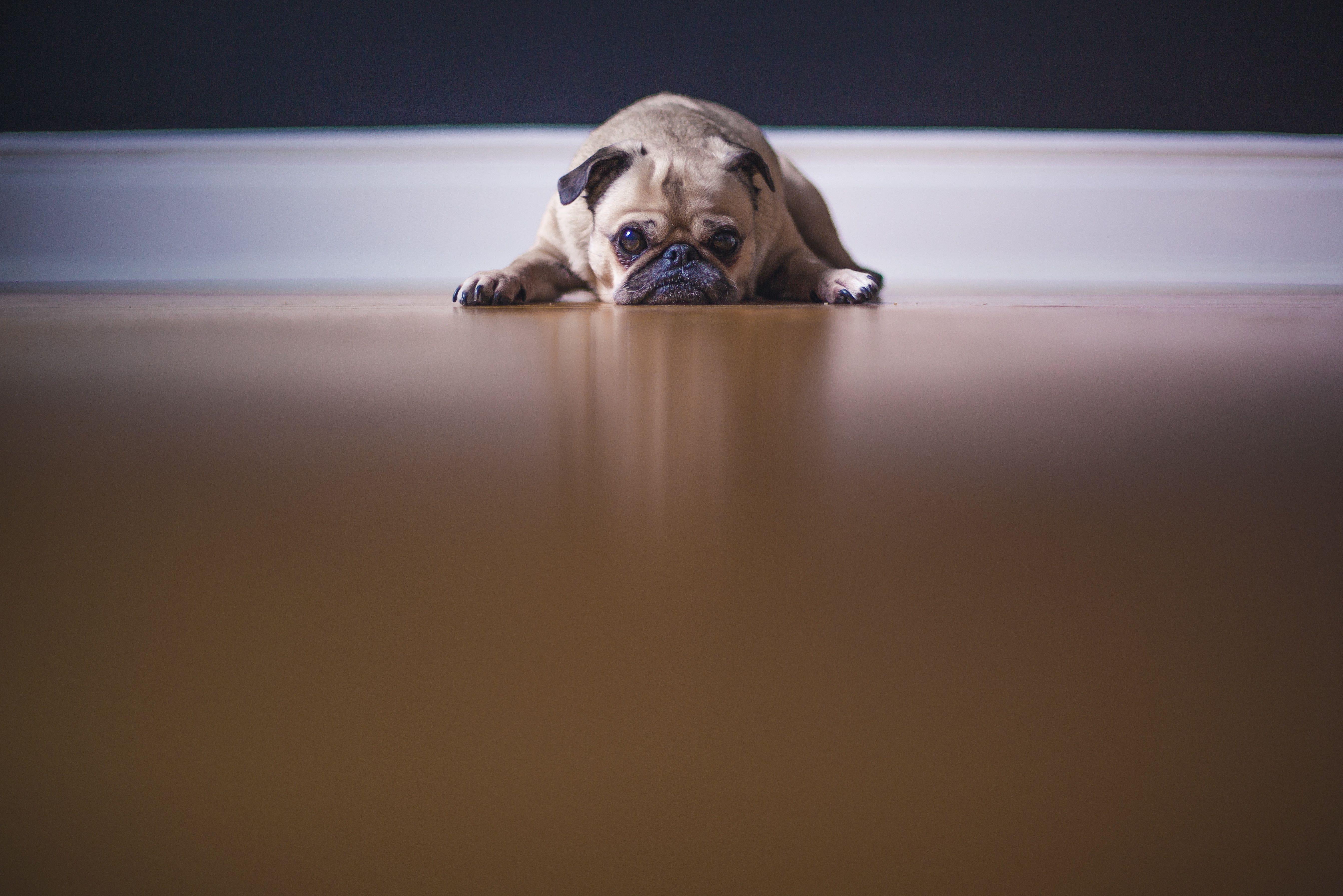 Grumpy Dog Wallpapers - Top Free Grumpy Dog Backgrounds - WallpaperAccess
