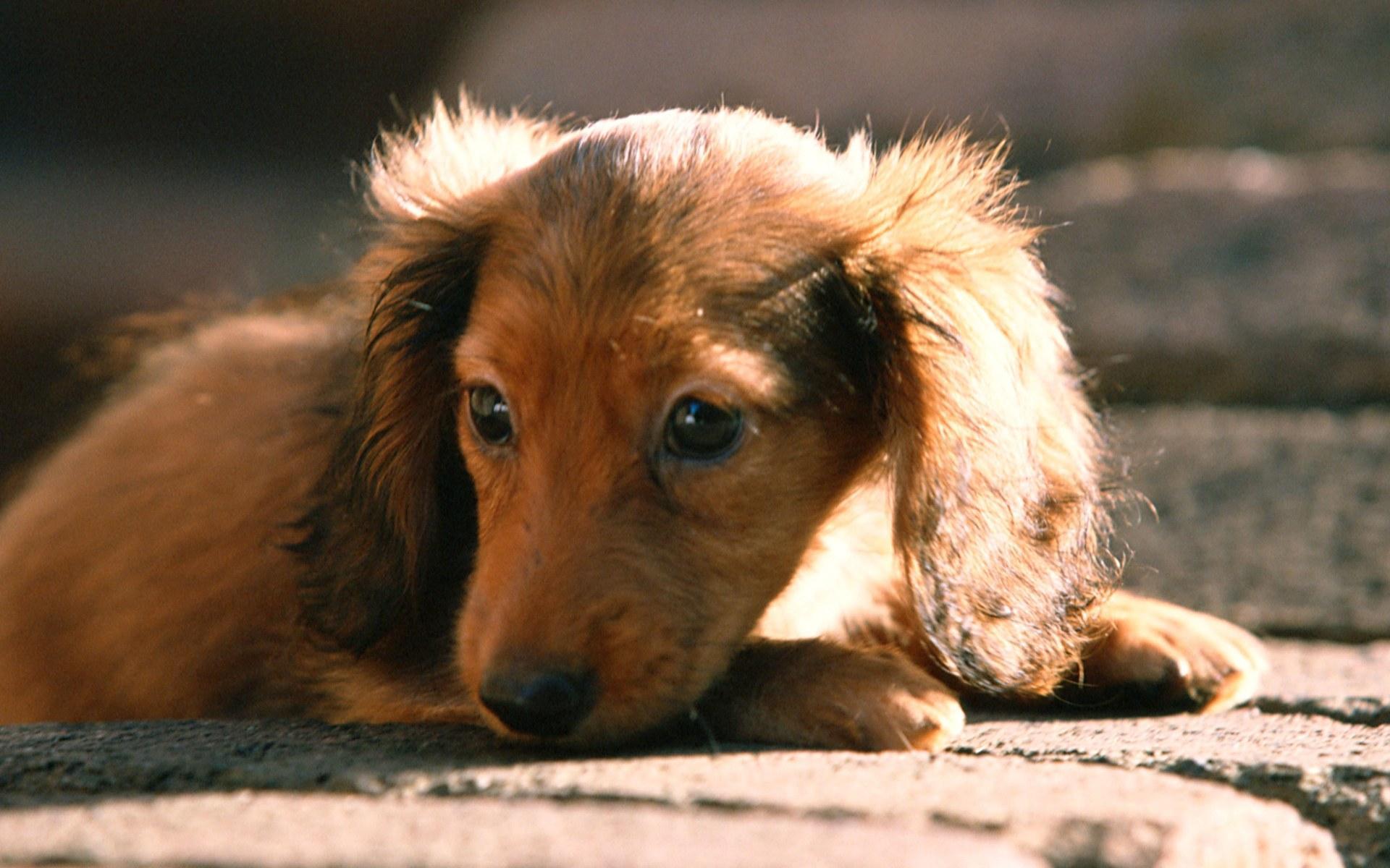 Grumpy Dog Wallpapers - Top Free Grumpy Dog Backgrounds - WallpaperAccess