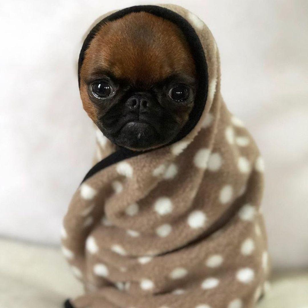 Grumpy Dog Wallpapers - Top Free Grumpy Dog Backgrounds - WallpaperAccess