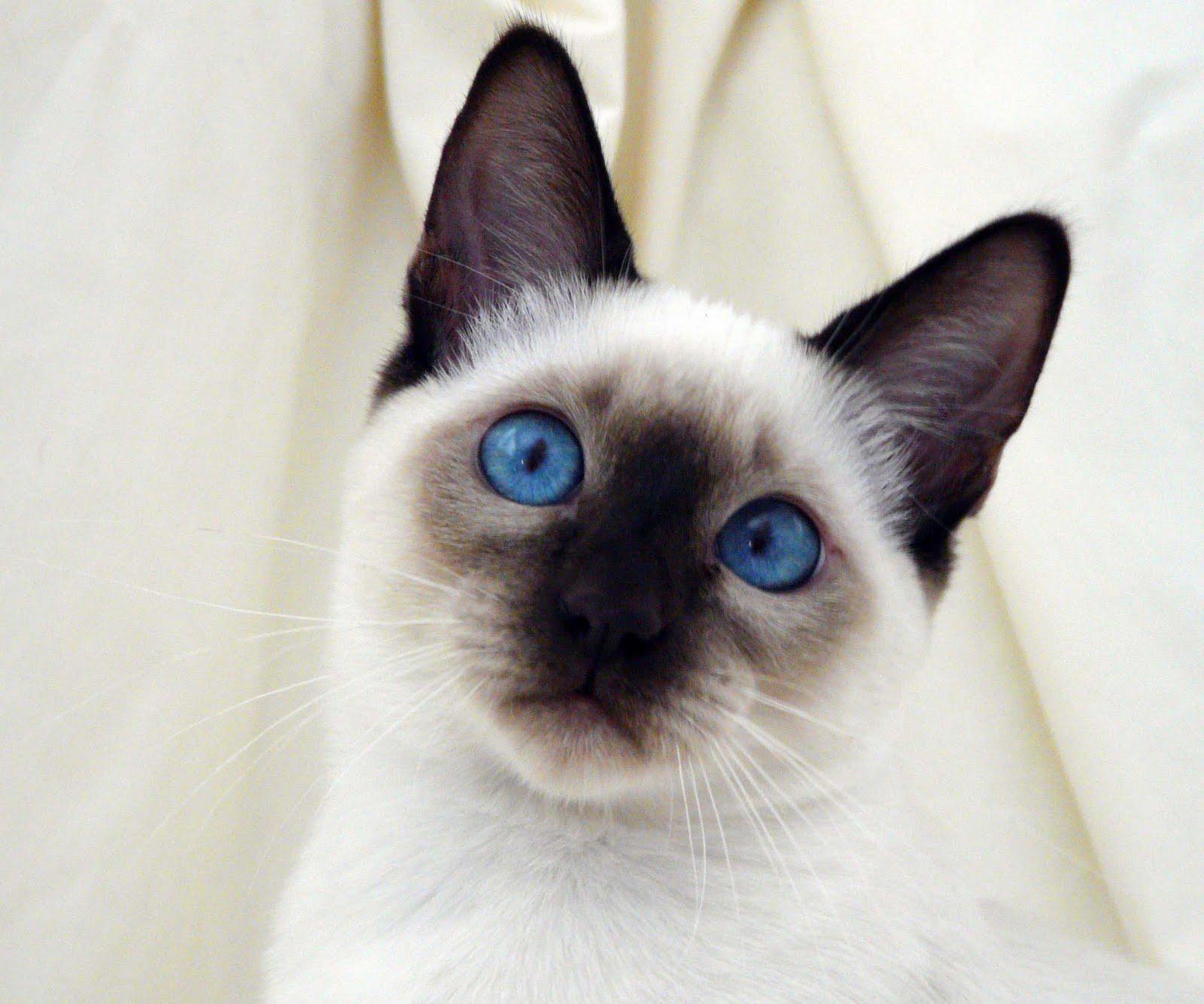 Siamese Kittens Wallpapers - Top Free Siamese Kittens Backgrounds - WallpaperAccess