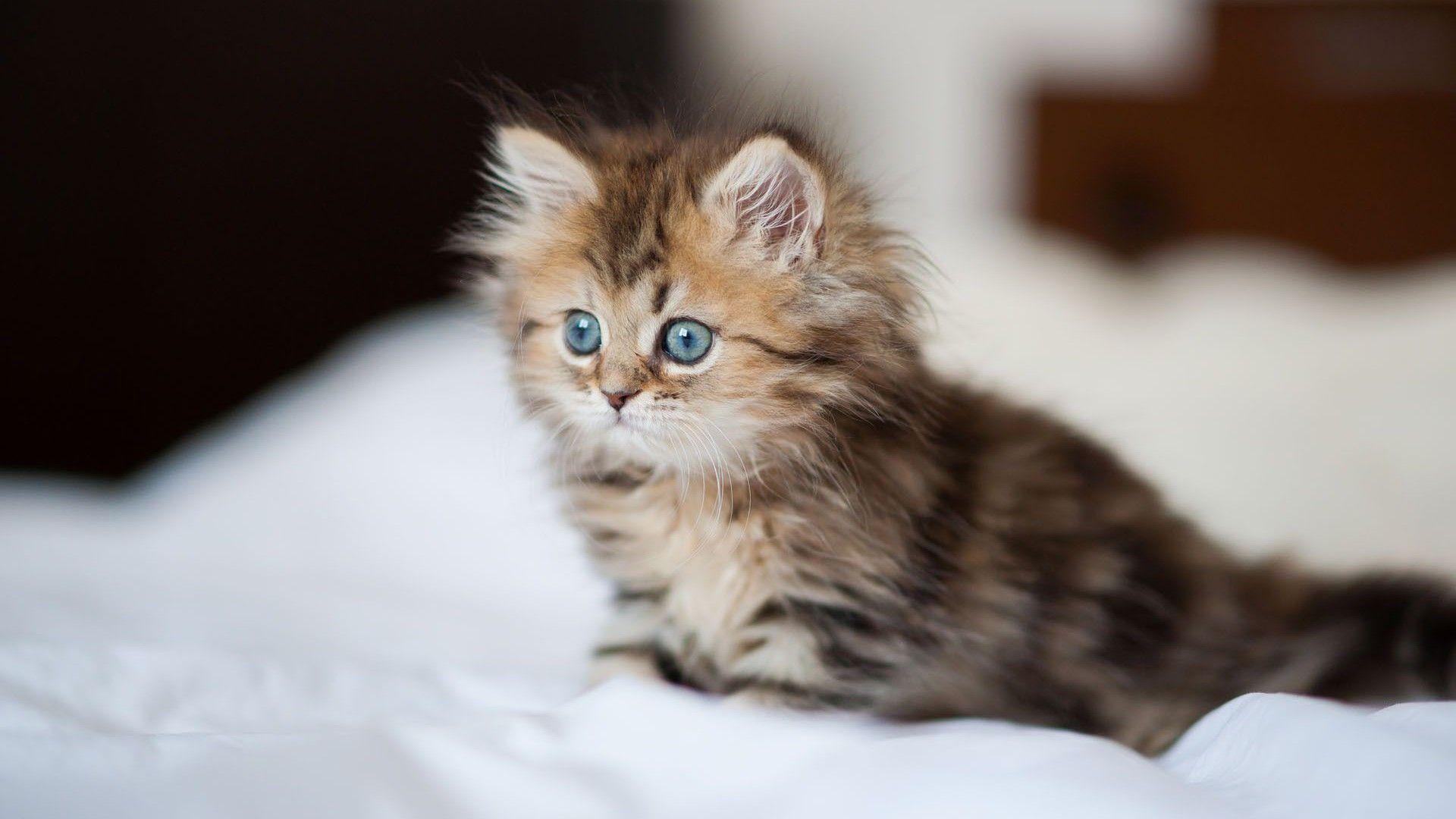 Persian Kitten Wallpapers - Top Free Persian Kitten Backgrounds ...