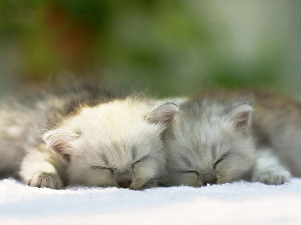 Persian Kitten Wallpapers - Top Free Persian Kitten Backgrounds ...