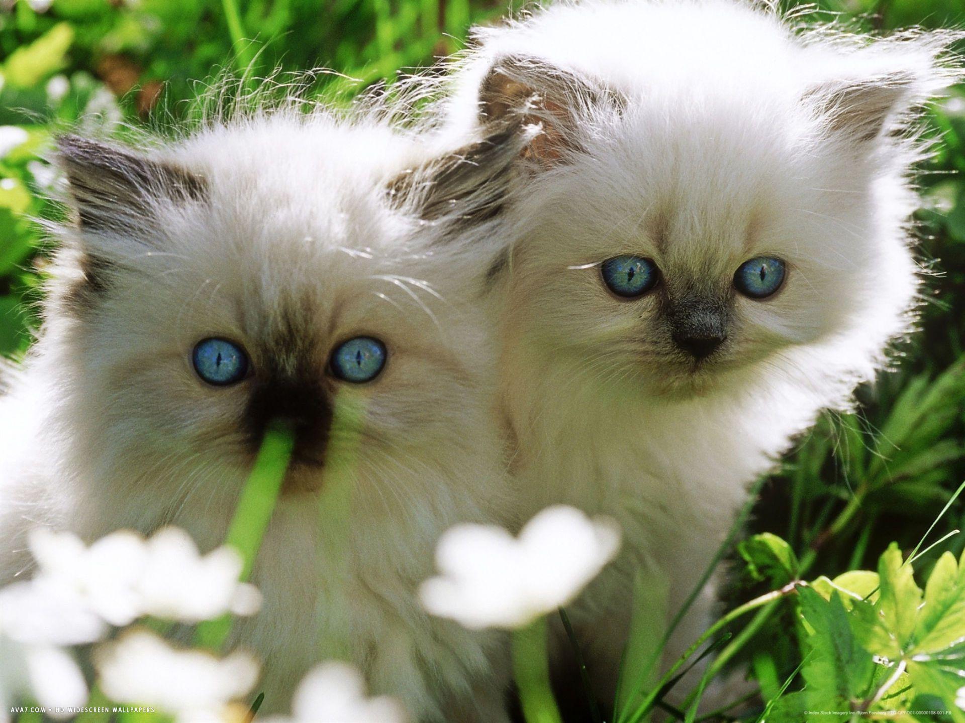 Persian Kitten Wallpapers - Top Free Persian Kitten Backgrounds ...
