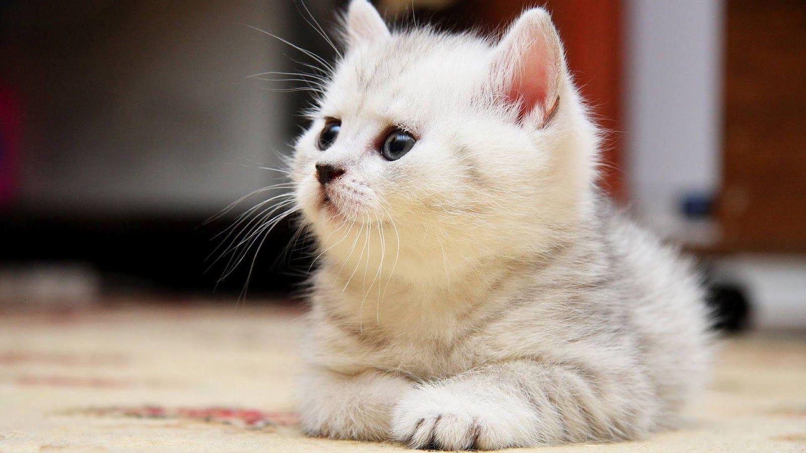 Persian Kitten Wallpapers - Top Free Persian Kitten Backgrounds ...