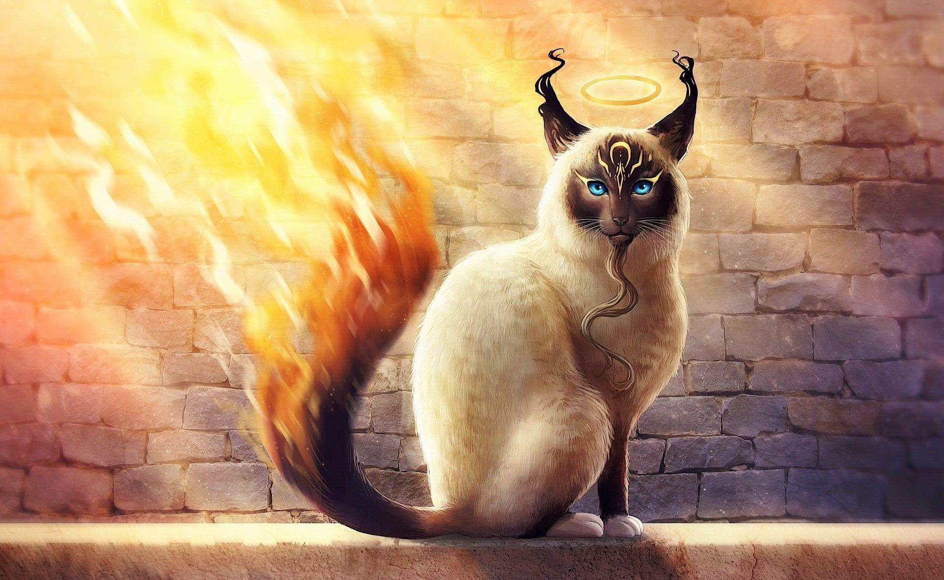 Siamese Kittens Wallpapers - Top Free Siamese Kittens Backgrounds ...