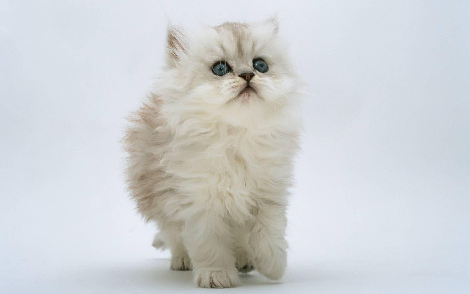 Persian Kitten Wallpapers - Top Free Persian Kitten Backgrounds ...