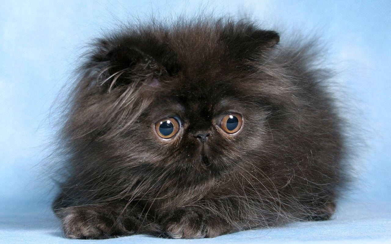 Persian Kitten Wallpapers - Top Free Persian Kitten Backgrounds ...
