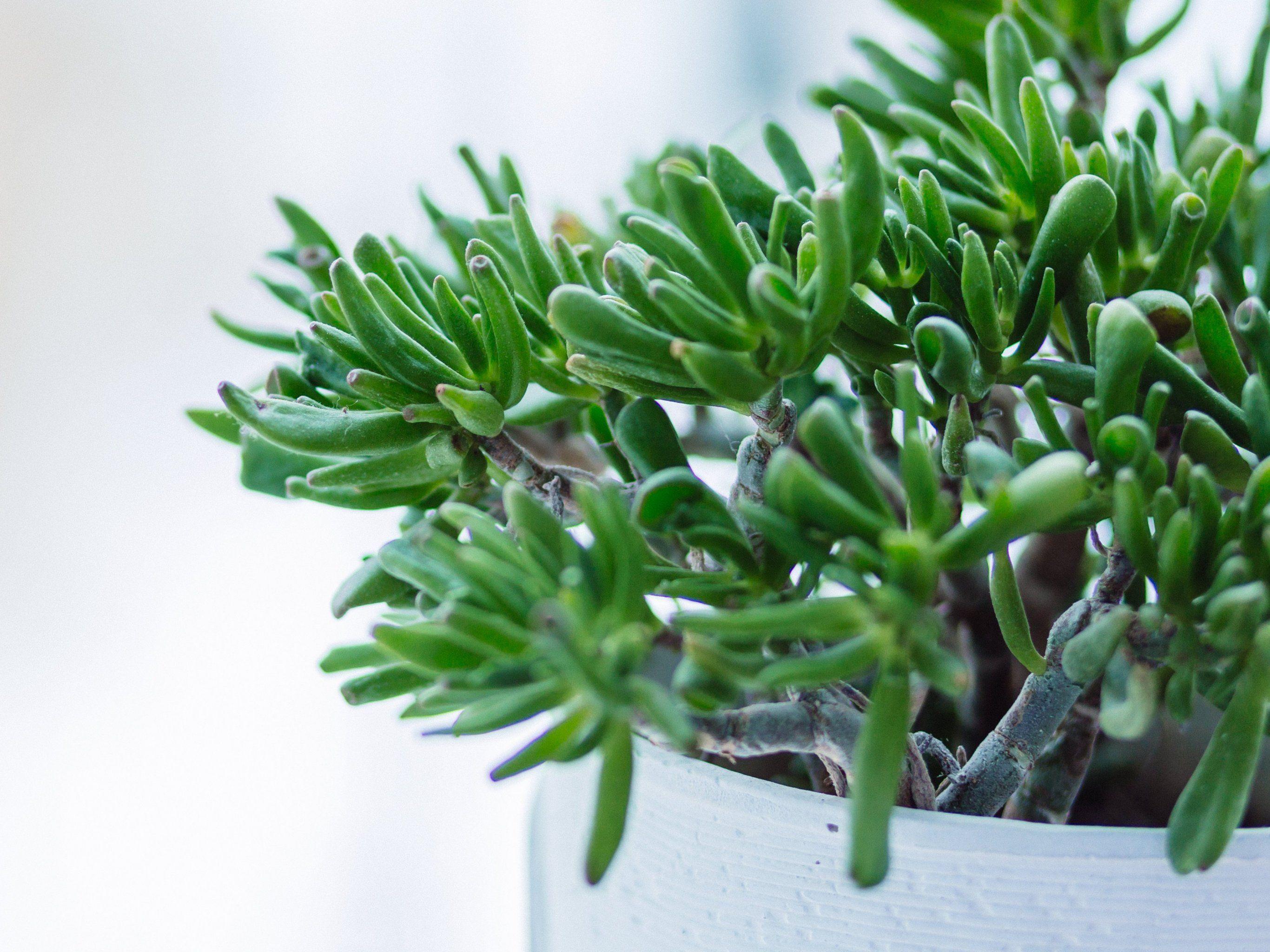 Indoor Plant Desktop Wallpapers - Top Free Indoor Plant Desktop ...