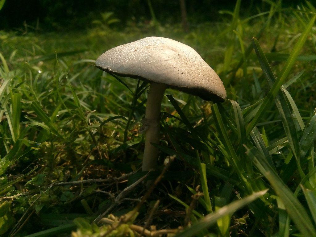 Fungus Wallpapers - Top Free Fungus Backgrounds - WallpaperAccess