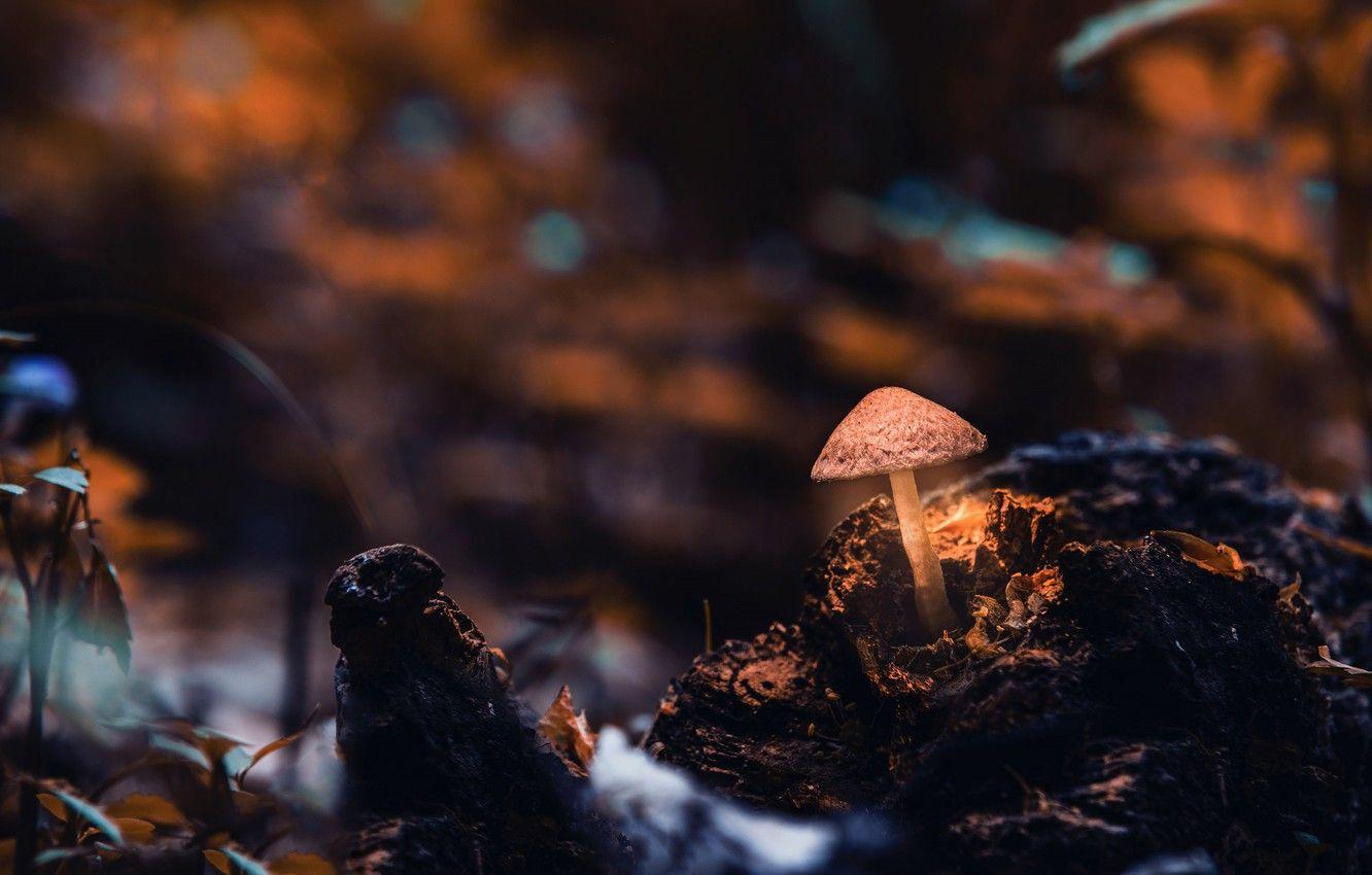 Fungus Wallpapers - Top Free Fungus Backgrounds - WallpaperAccess