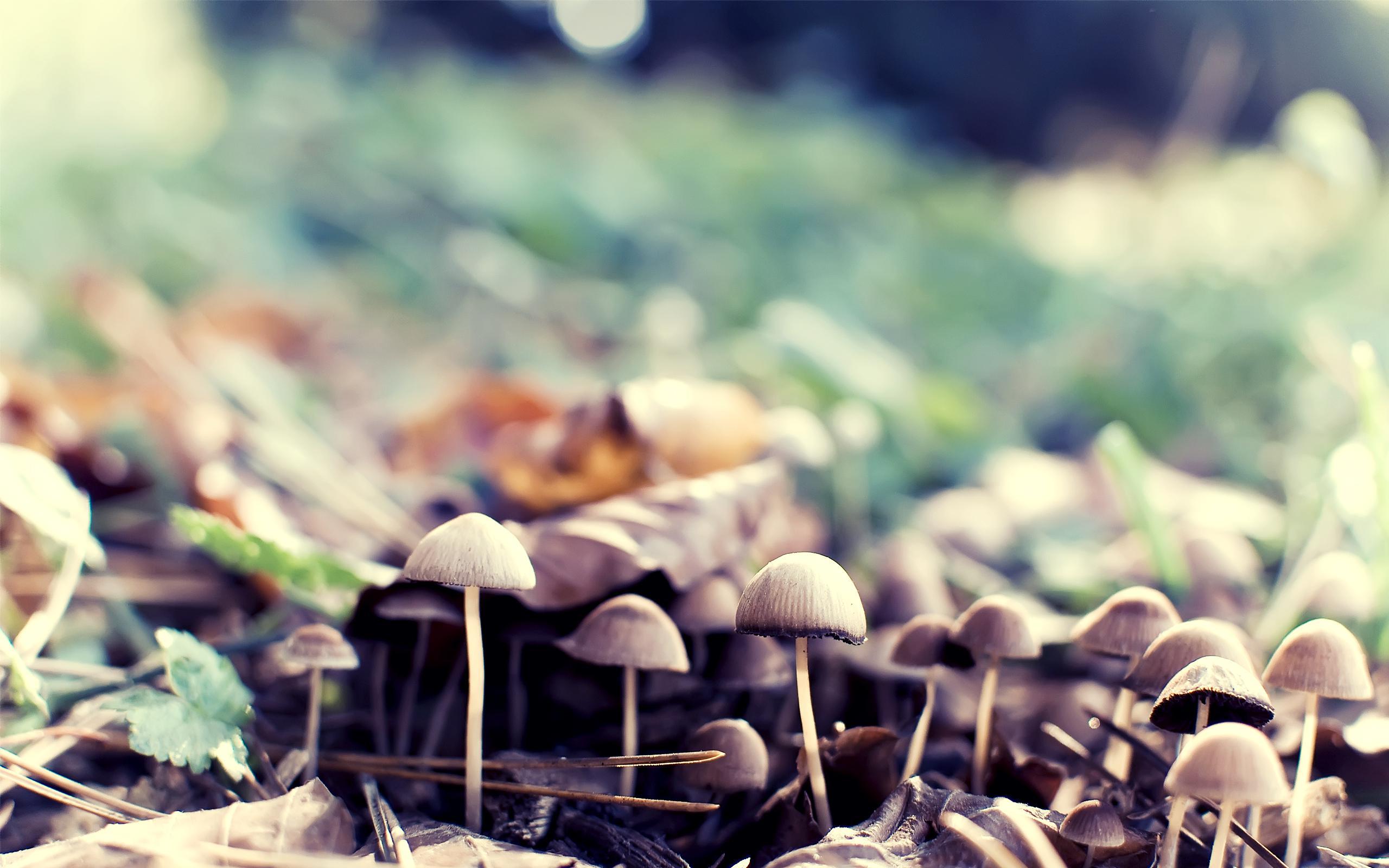 Fungus Wallpapers - Top Free Fungus Backgrounds - WallpaperAccess