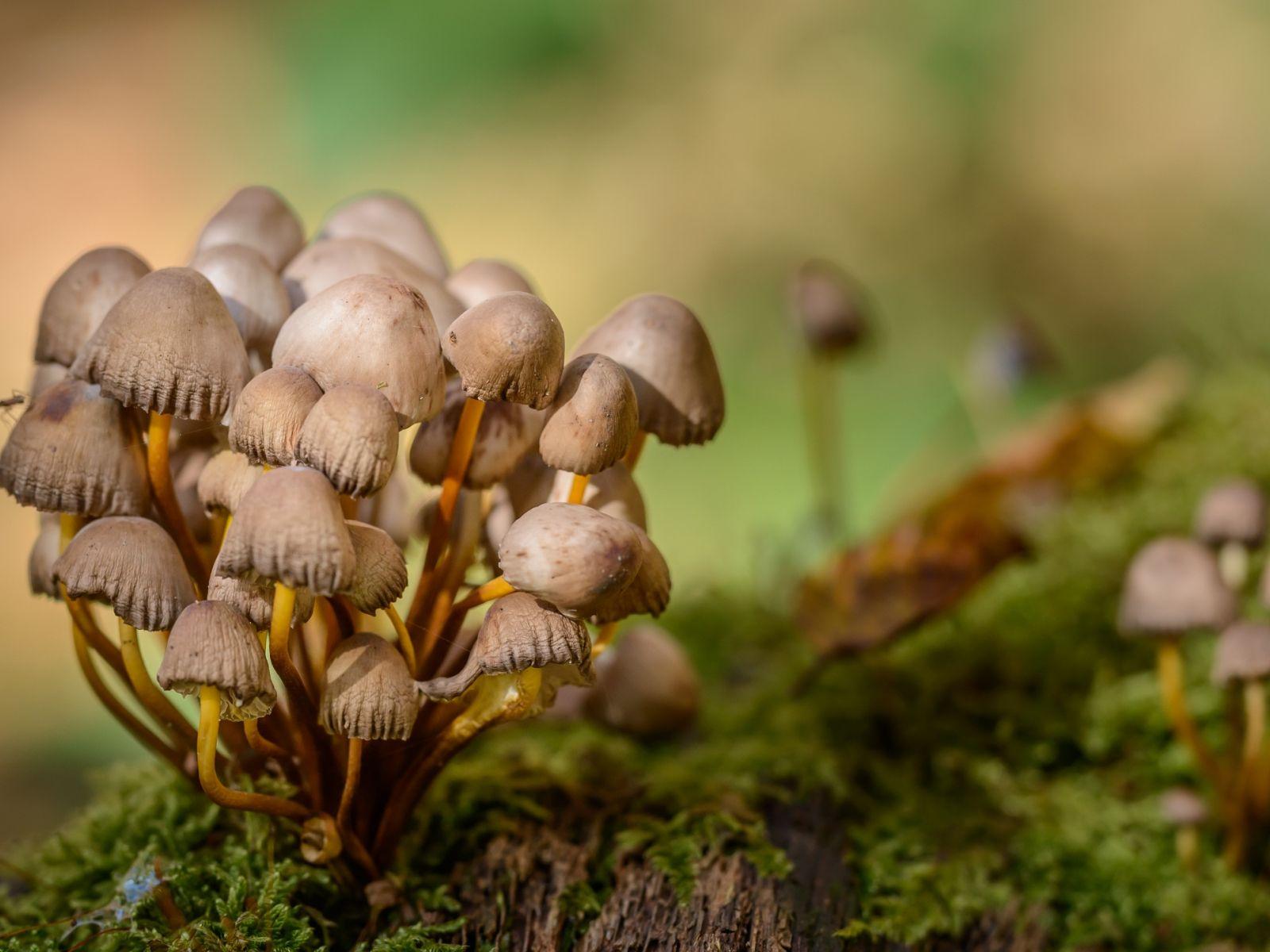 Fungus Wallpapers - Top Free Fungus Backgrounds - WallpaperAccess