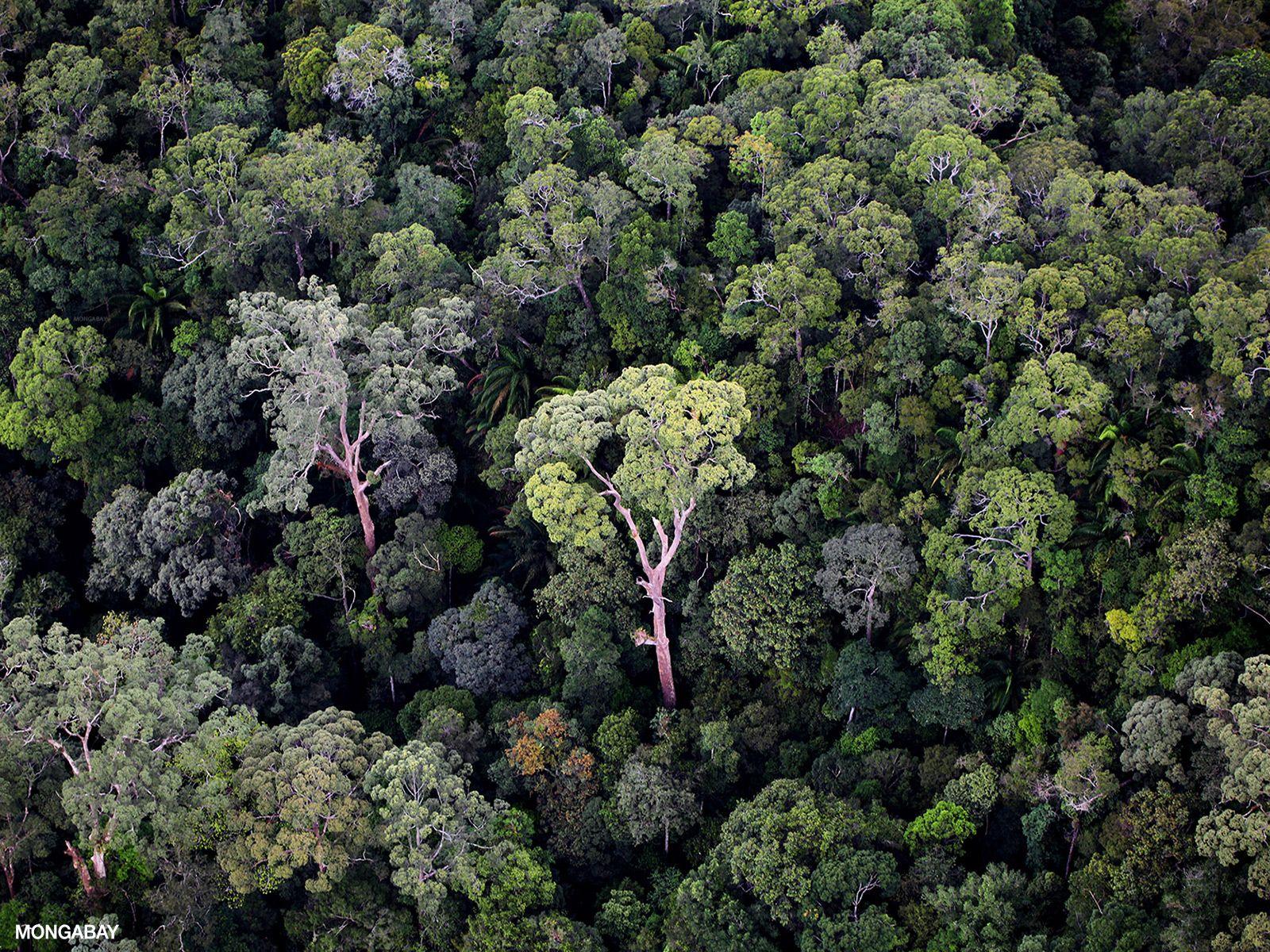 Venezuela Rainforest Wallpapers - Top Free Venezuela Rainforest ...