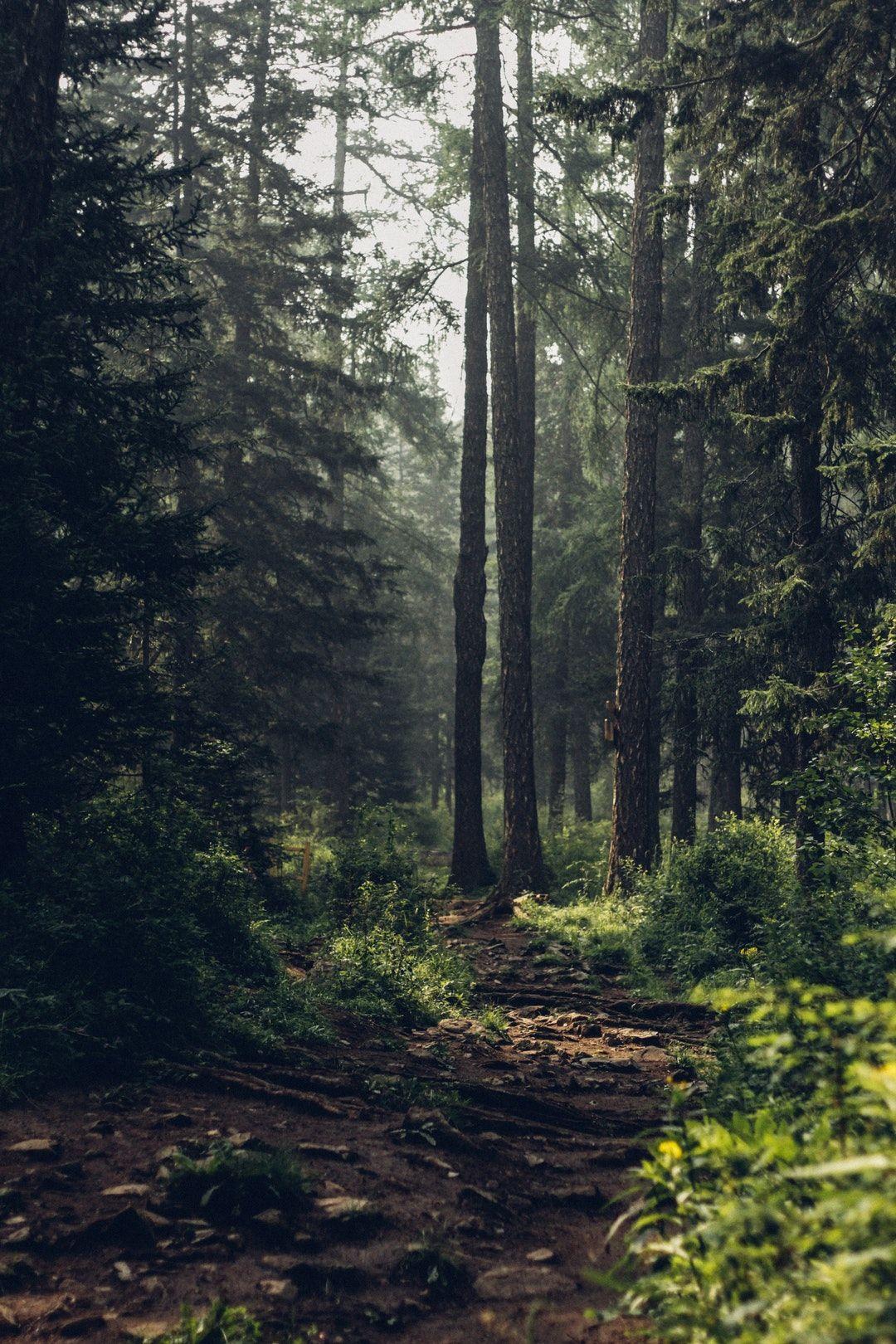 Epic Forest Wallpapers - Top Free Epic Forest Backgrounds - WallpaperAccess