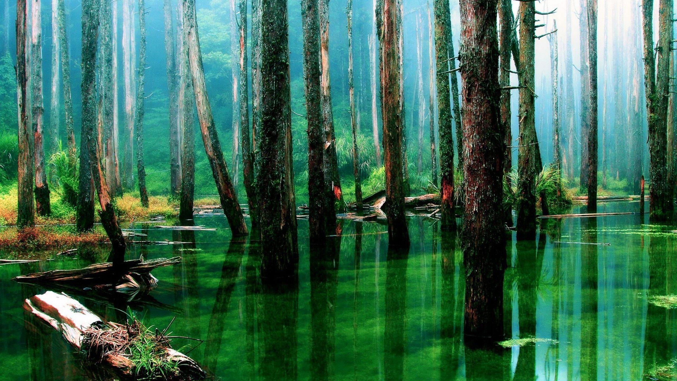 Rainforest Tree Wallpapers - Top Free Rainforest Tree Backgrounds ...