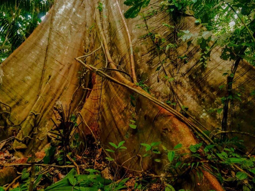 Venezuela Rainforest Wallpapers - Top Free Venezuela Rainforest ...