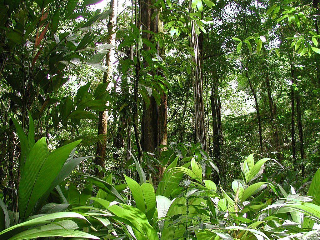 Venezuela Rainforest Wallpapers - Top Free Venezuela Rainforest ...