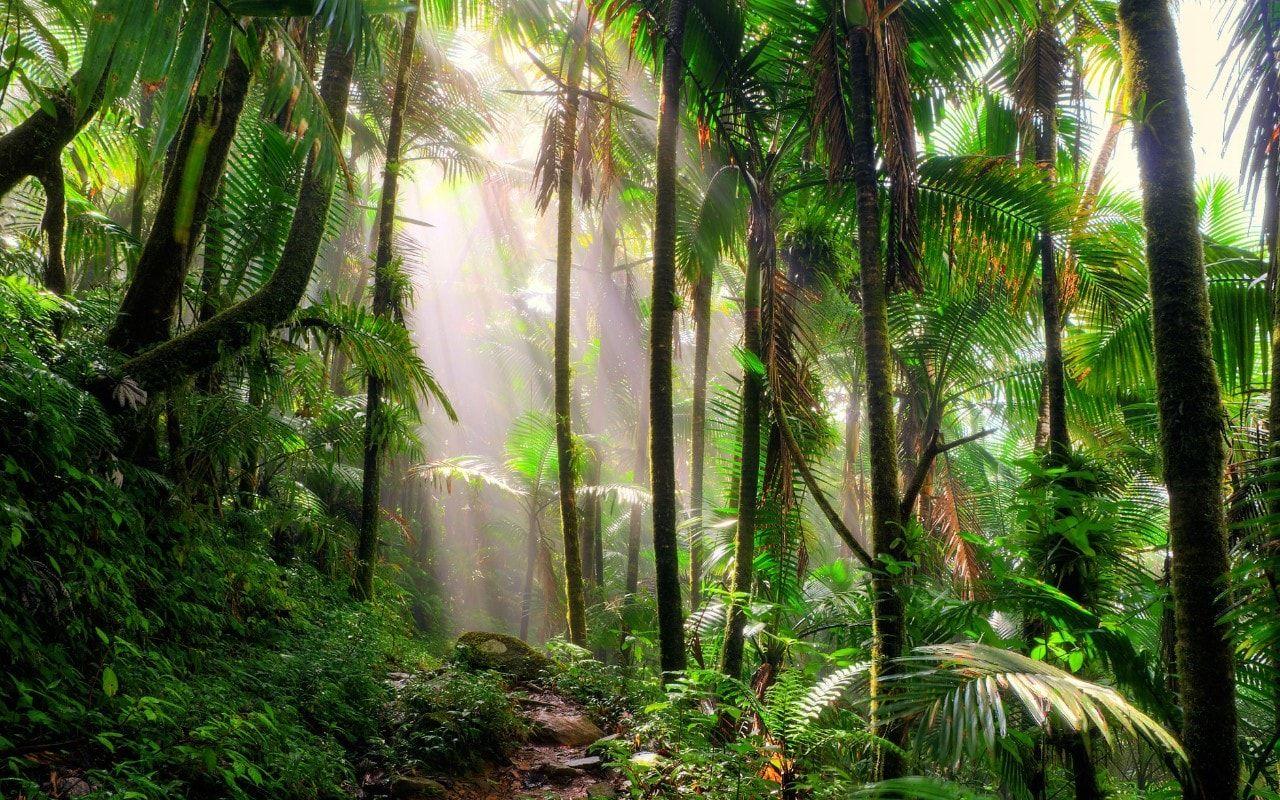 Venezuela Rainforest Wallpapers - Top Free Venezuela Rainforest ...