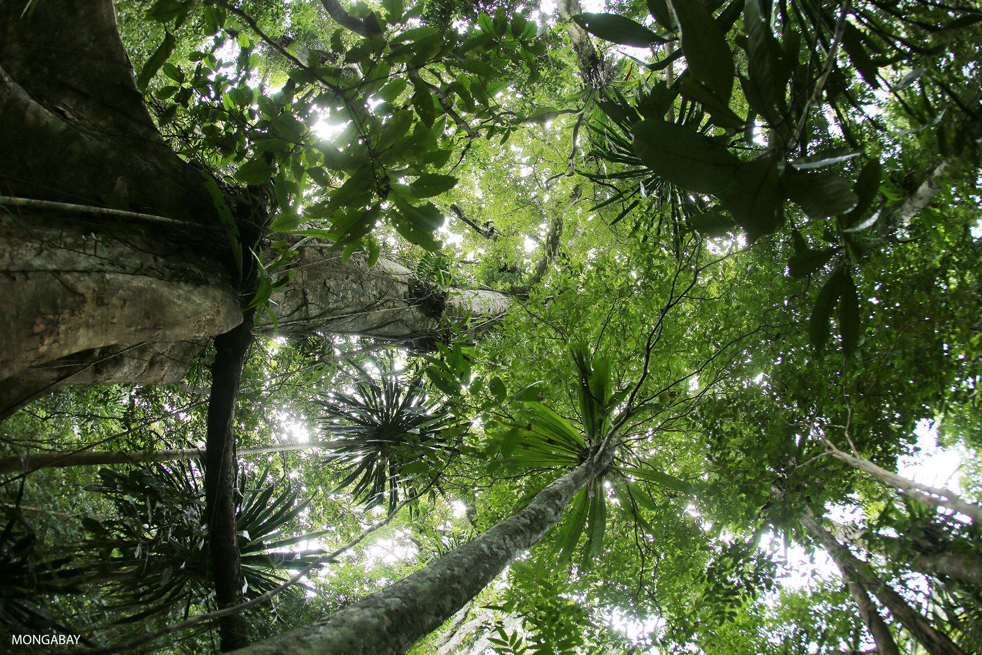 Venezuela Rainforest Wallpapers - Top Free Venezuela Rainforest ...