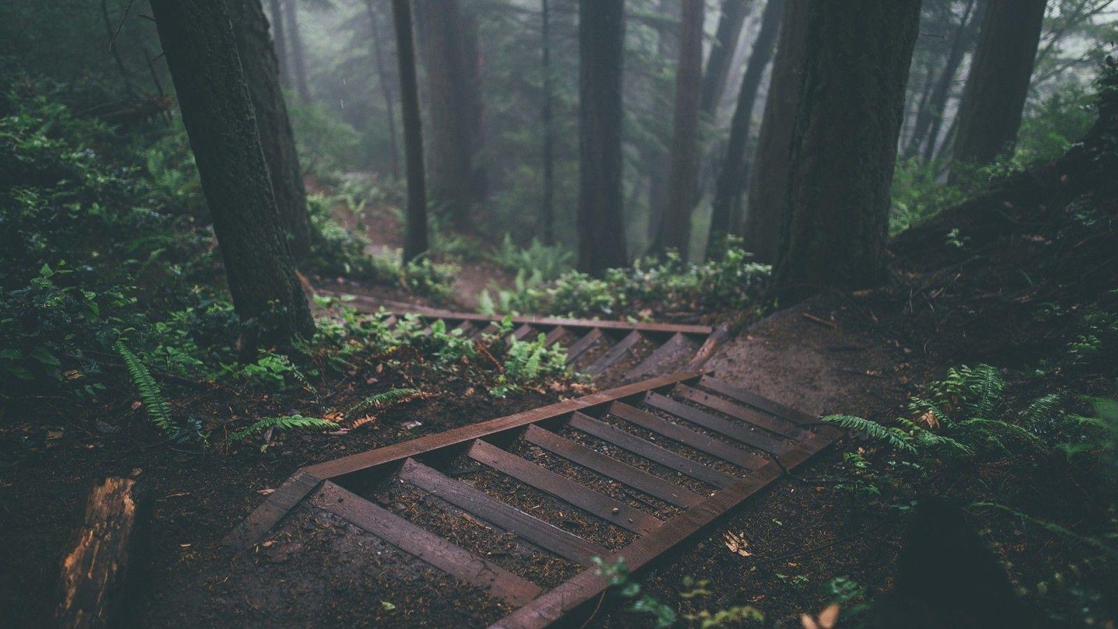 Rainforest Tree Wallpapers - Top Free Rainforest Tree Backgrounds ...