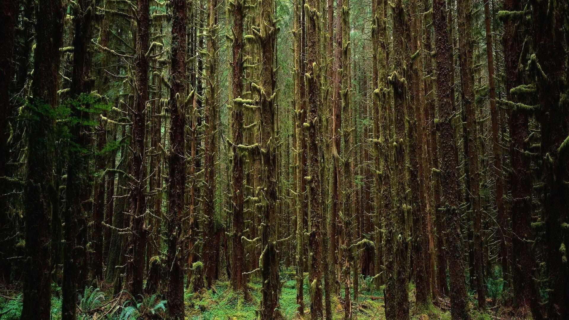 Creepy Forest HD Wallpapers - Top Free Creepy Forest HD Backgrounds ...