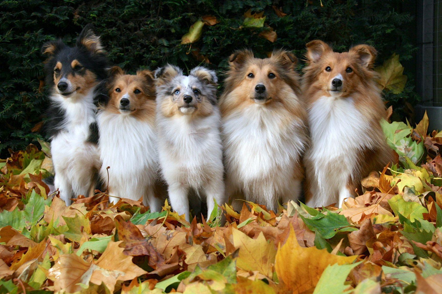 Sheltie Wallpapers - Top Free Sheltie Backgrounds - WallpaperAccess