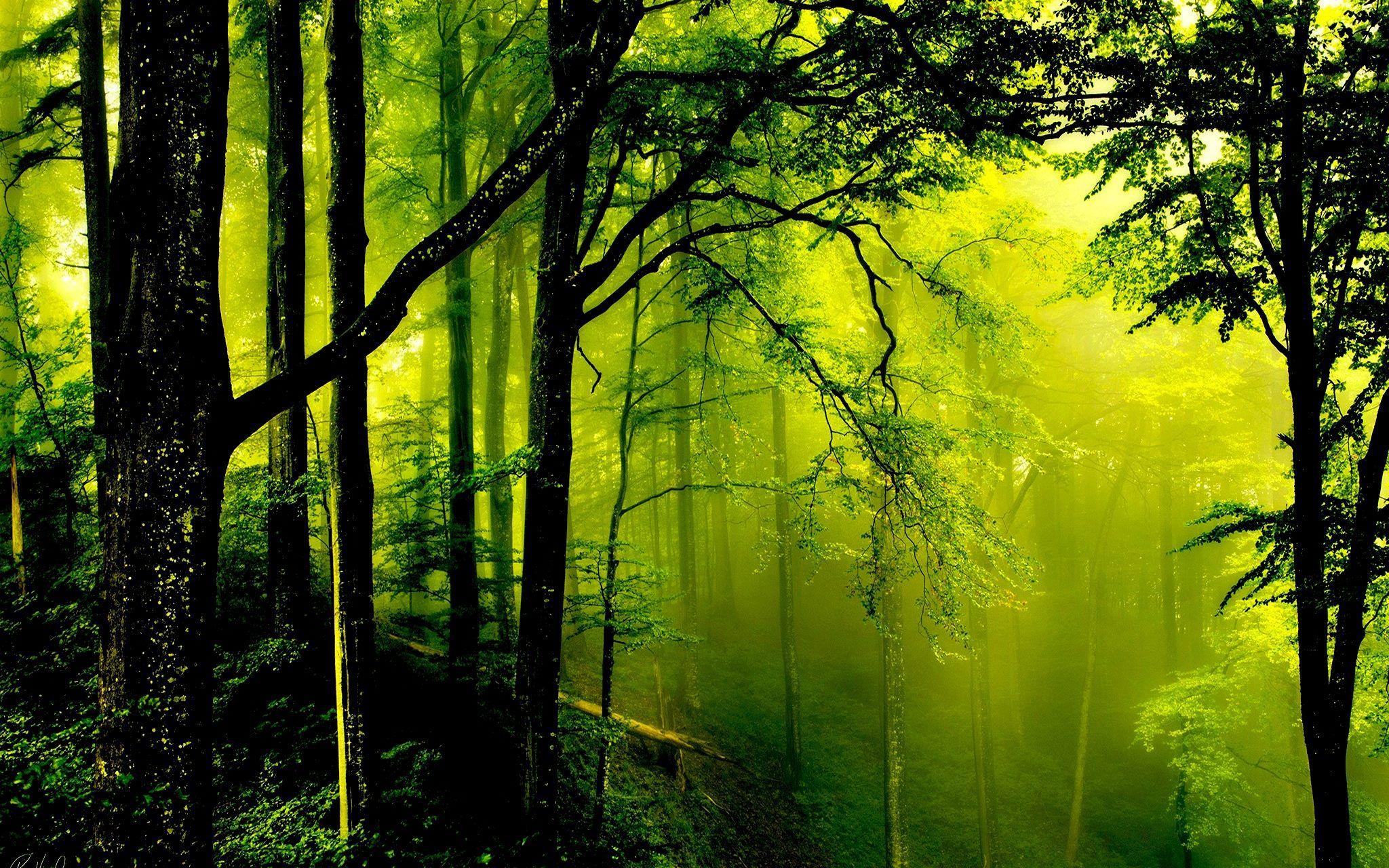 Green Forest Wallpapers - Top Free Green Forest Backgrounds ...