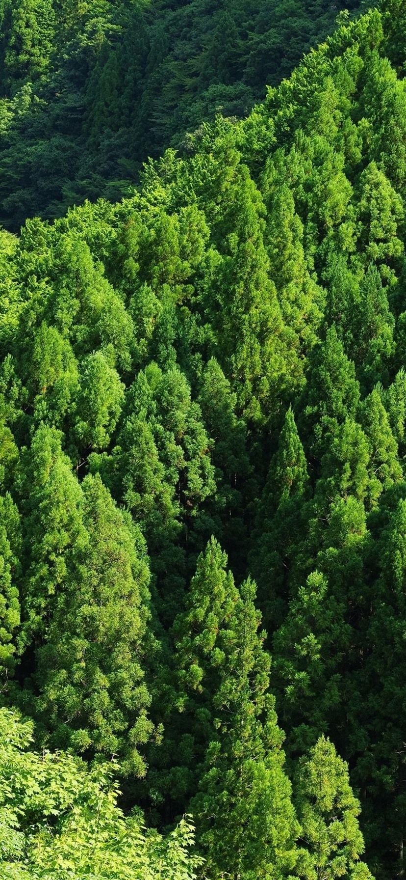 Green Forest Wallpapers - Top Free Green Forest Backgrounds ...