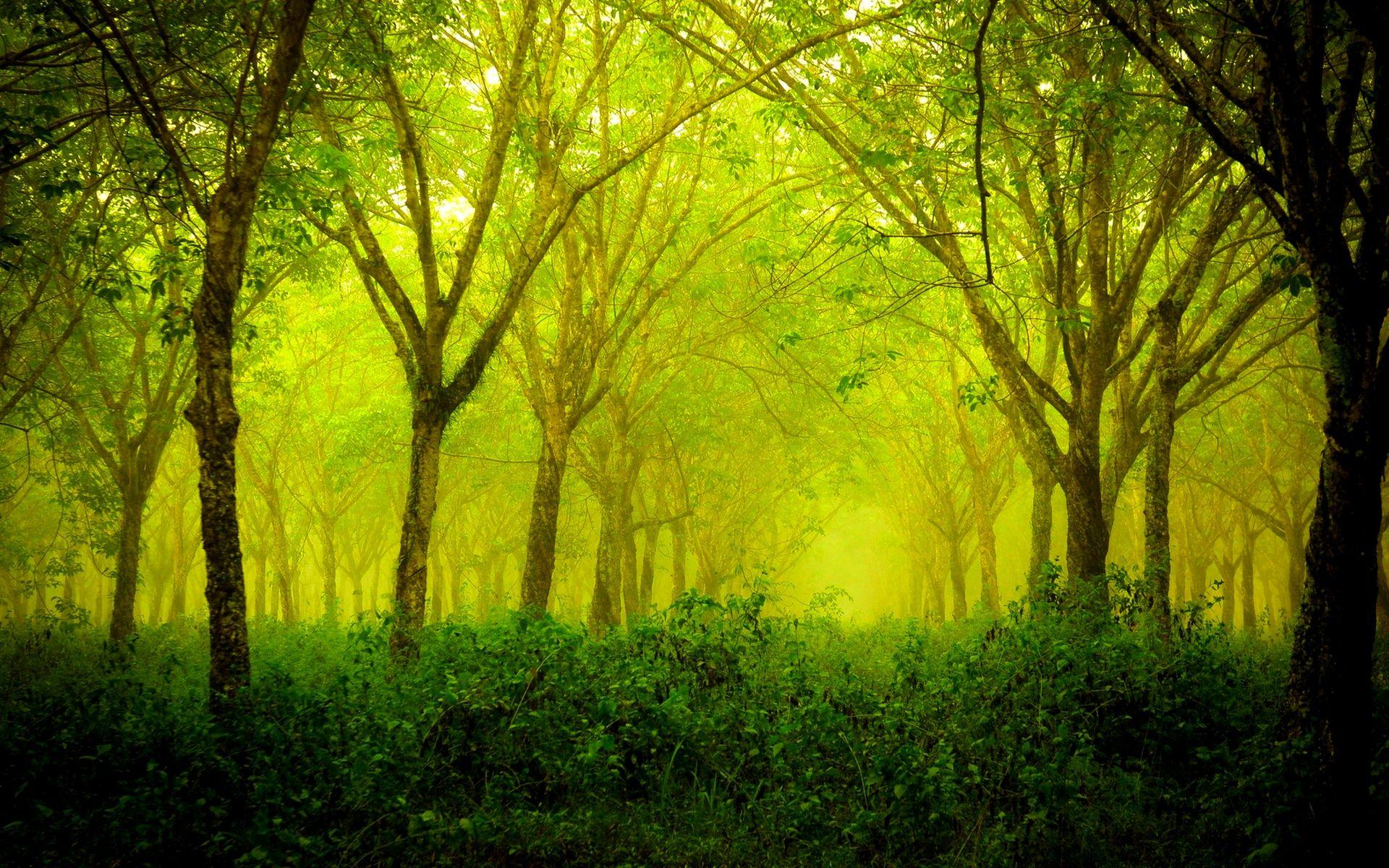 Green Forest Wallpapers - Top Free Green Forest Backgrounds ...