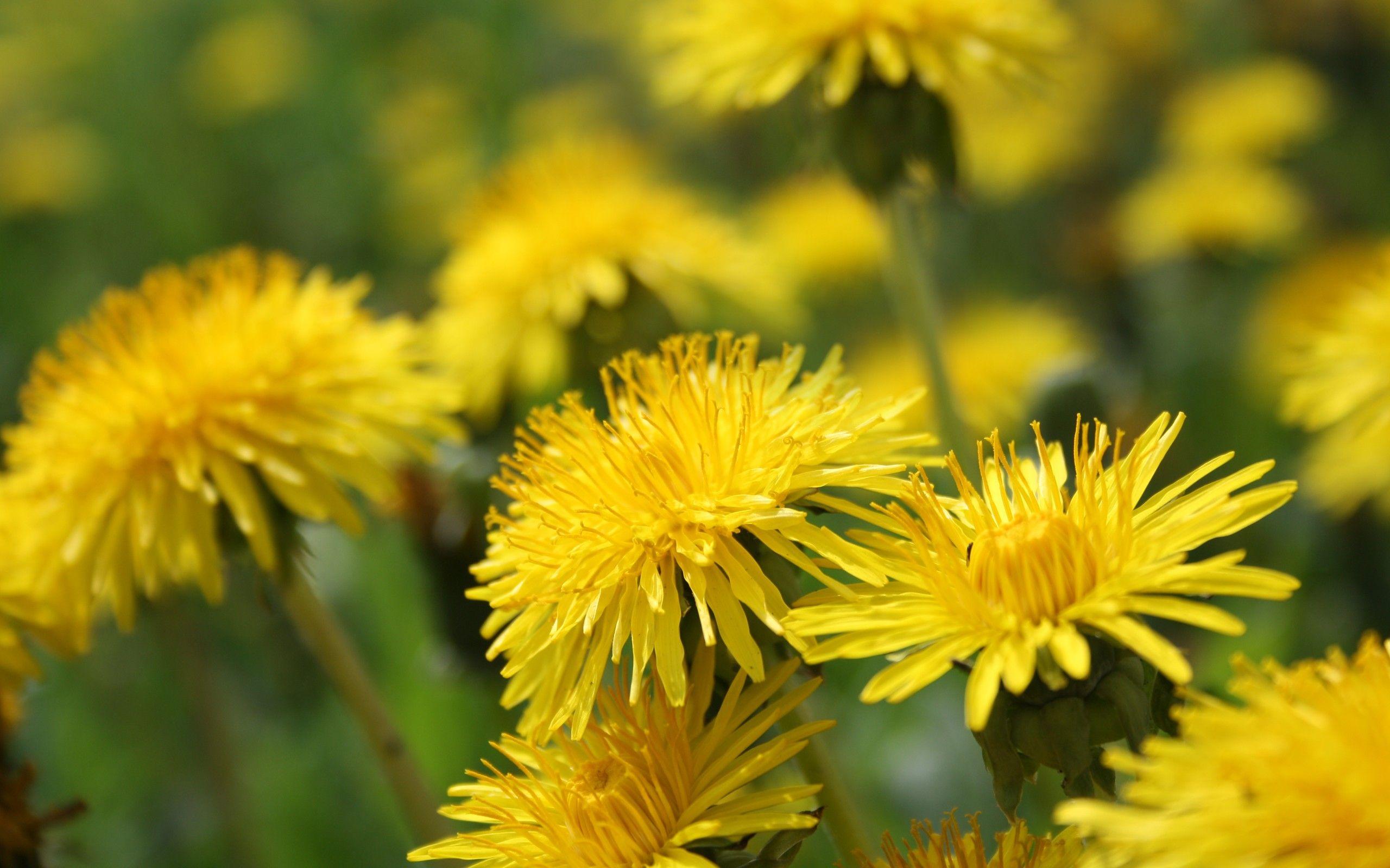Yellow Dandelion Wallpapers - Top Free Yellow Dandelion Backgrounds ...