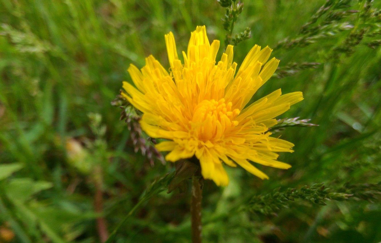 Yellow Dandelion Wallpapers - Top Free Yellow Dandelion Backgrounds ...