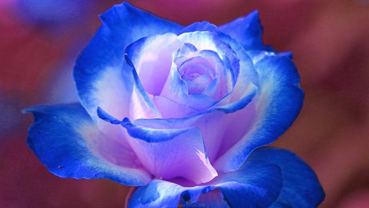 Blue and Purple Rose Wallpapers - Top Free Blue and Purple Rose ...
