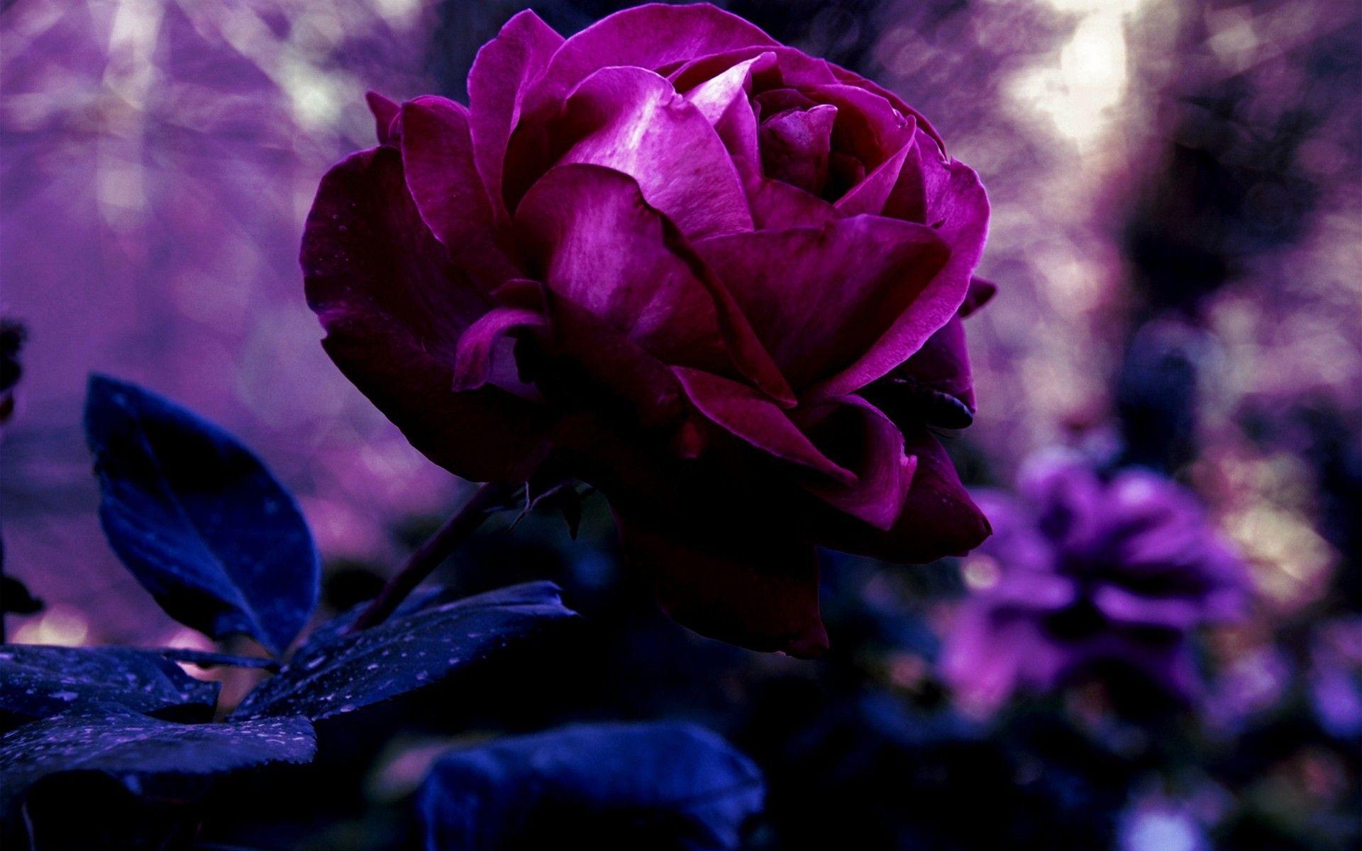 Blue and Purple Rose Wallpapers - Top Free Blue and Purple Rose ...
