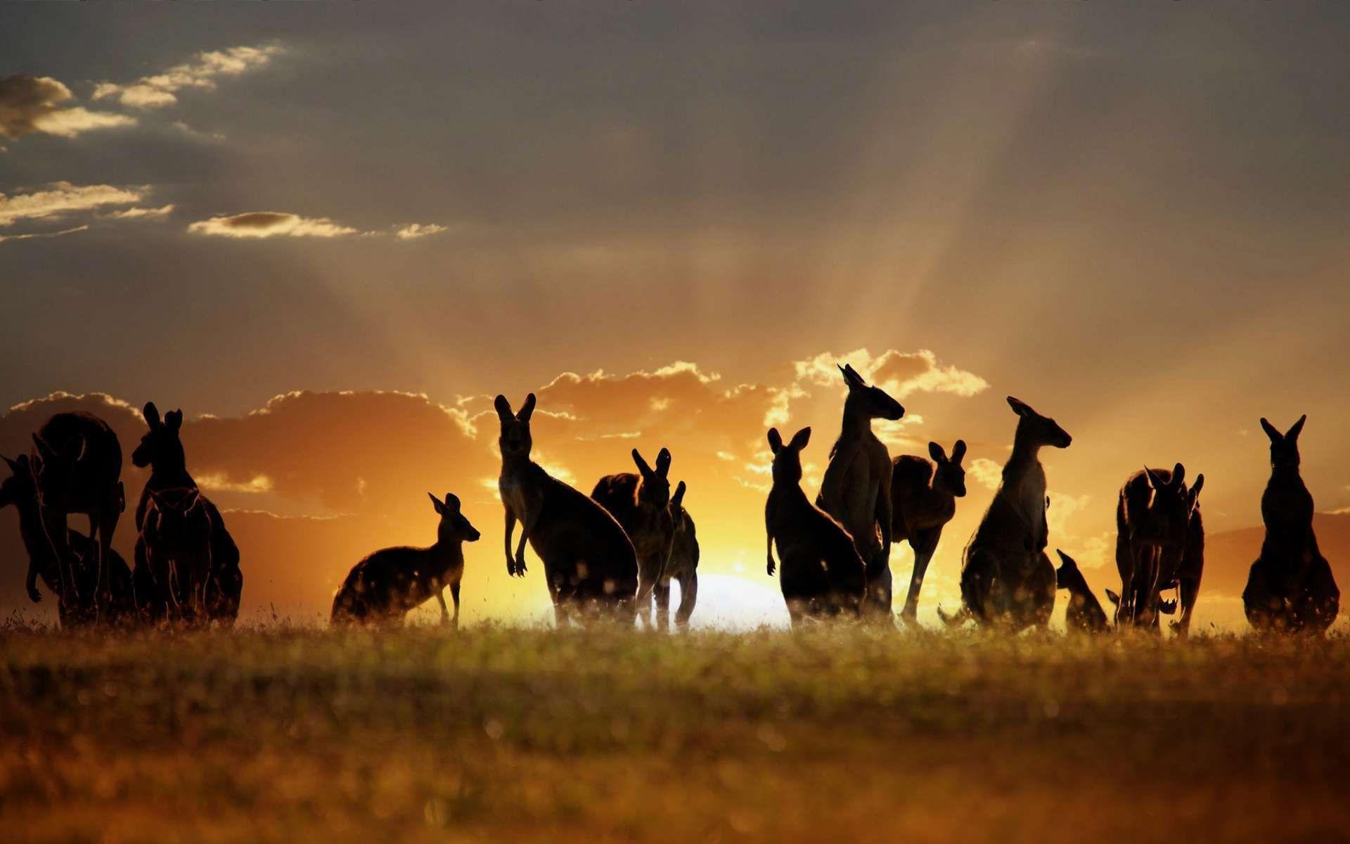 Australia Animals Wallpapers - Top Free Australia Animals Backgrounds ...