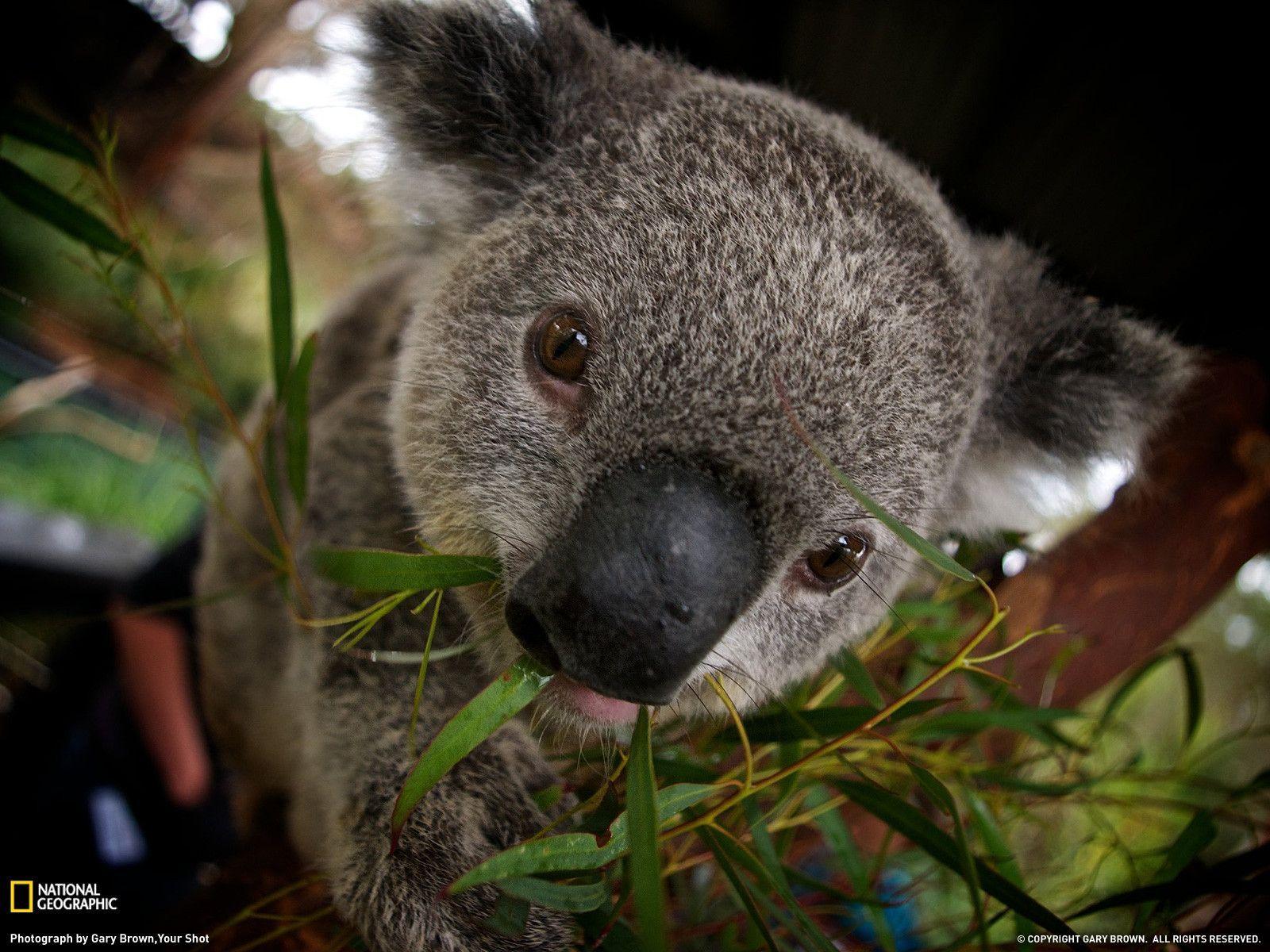 Australia Animals Wallpapers - Top Free Australia Animals Backgrounds ...