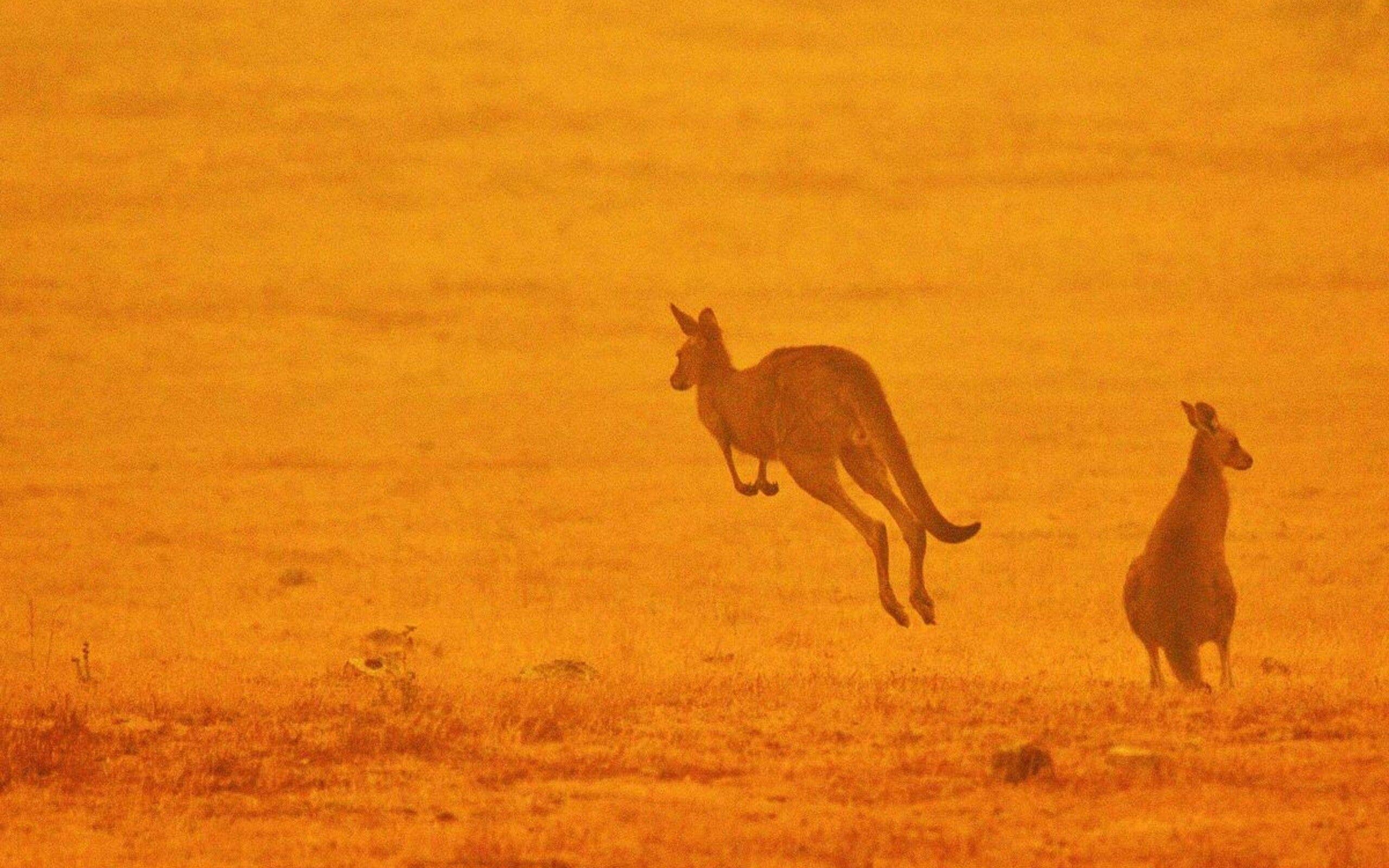 Australia Animals Wallpapers - Top Free Australia Animals Backgrounds ...