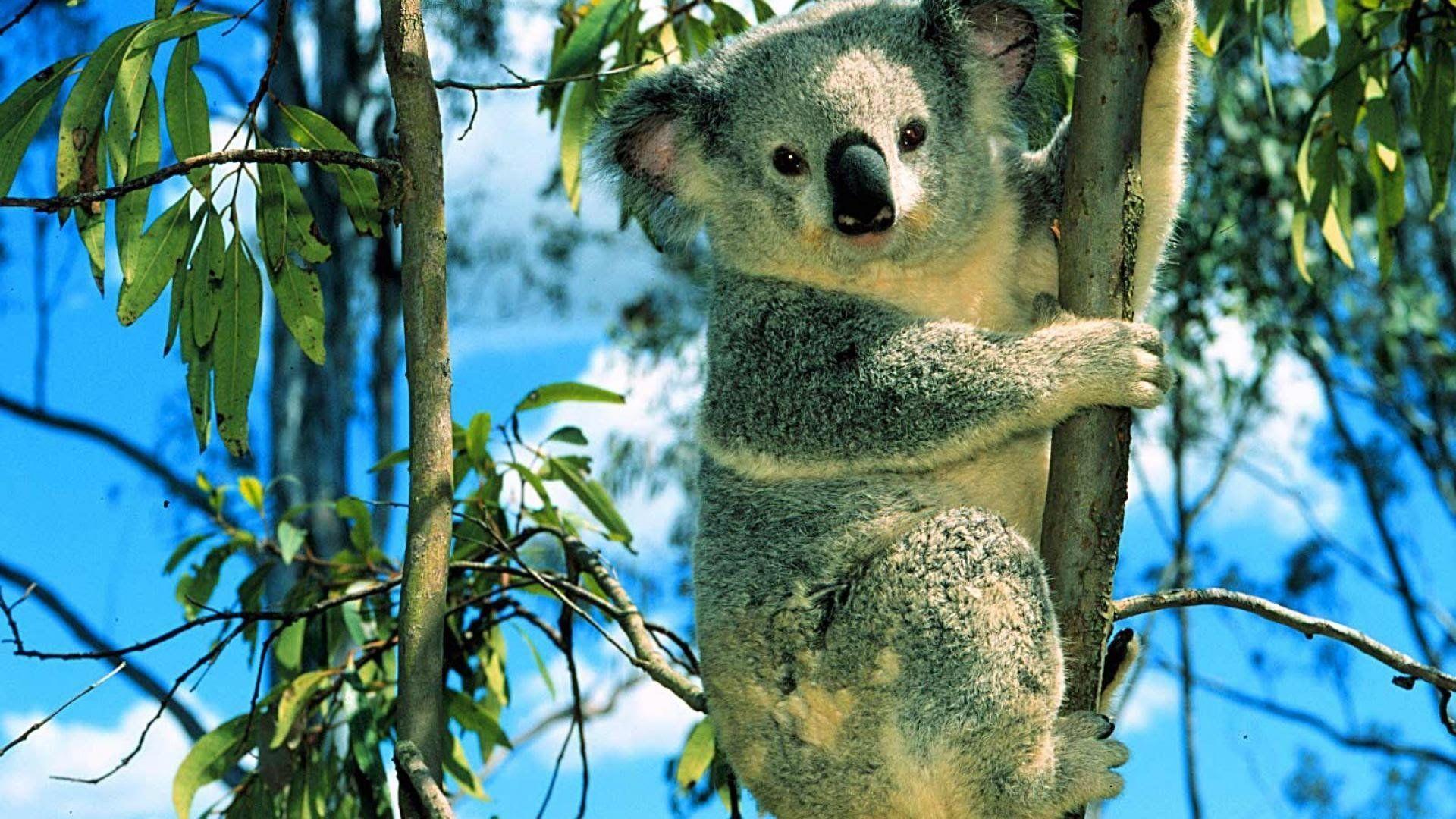 Australian Animal Wallpapers - Top Free Australian Animal Backgrounds ...