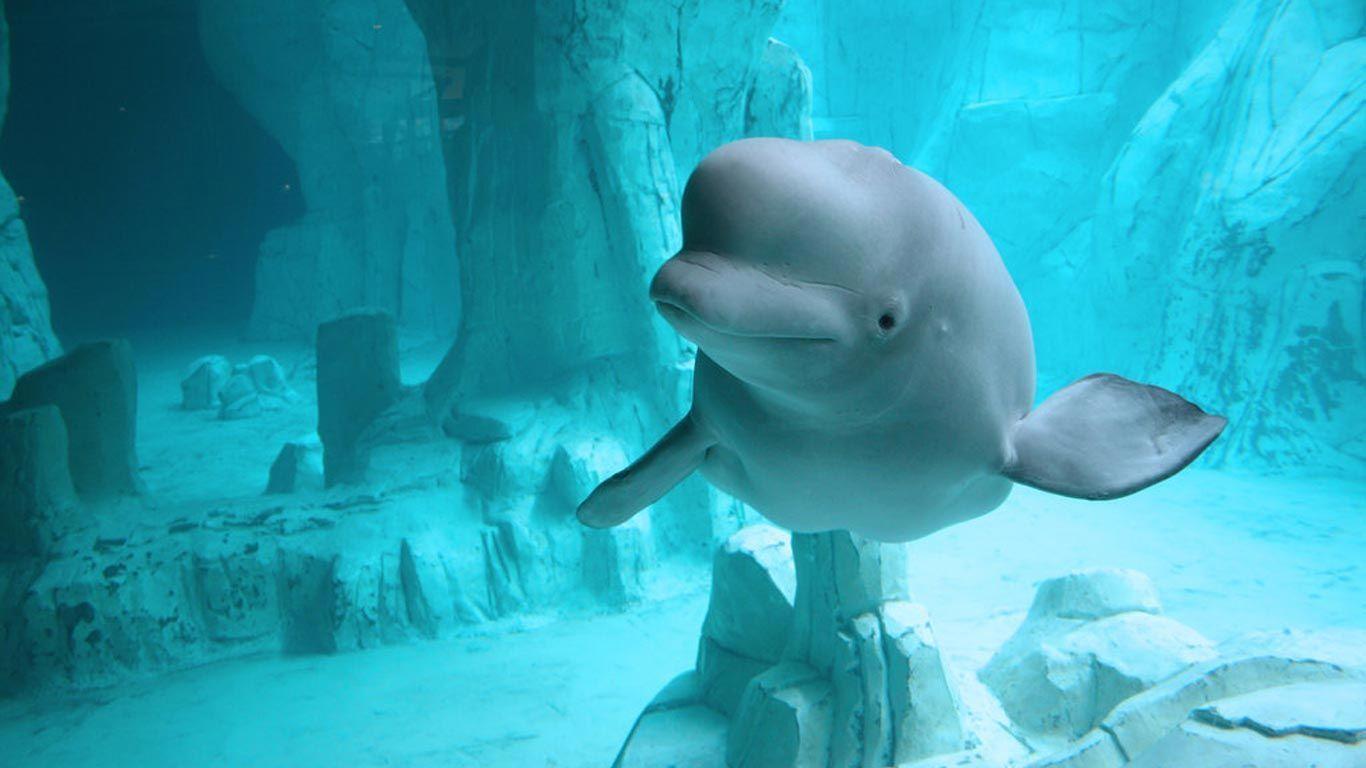 Beluga Whale Wallpapers - Top Free Beluga Whale Backgrounds ...
