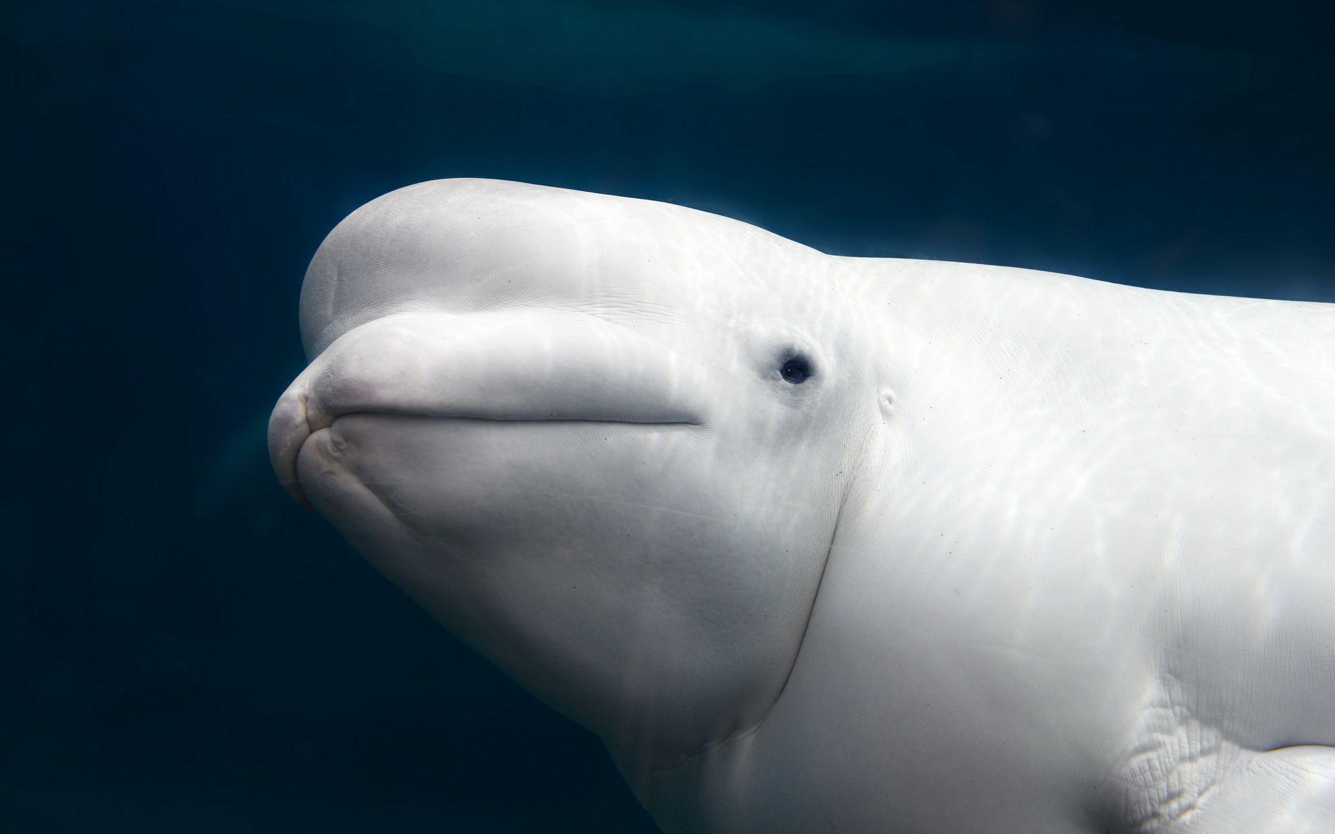 Beluga Whale Wallpapers - Top Free Beluga Whale Backgrounds ...
