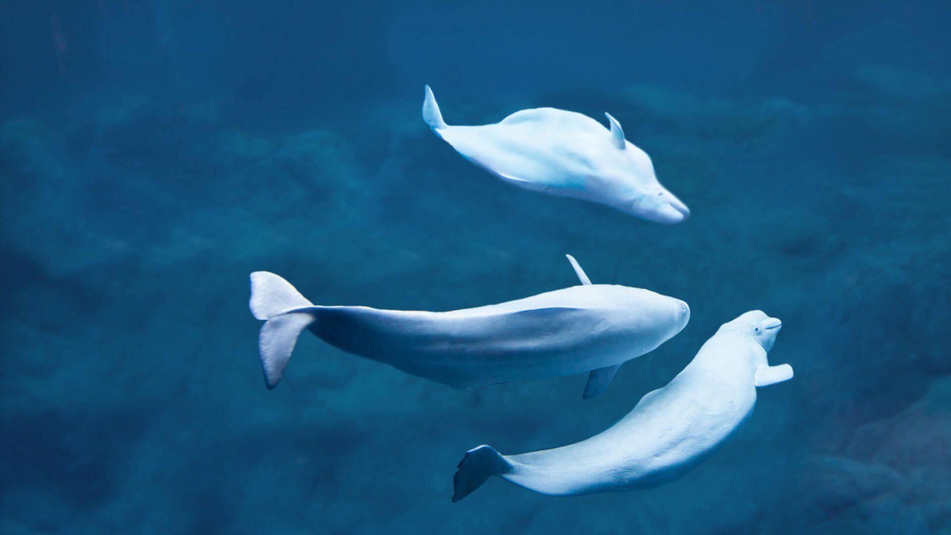 Beluga Whale Wallpapers - Top Free Beluga Whale Backgrounds ...