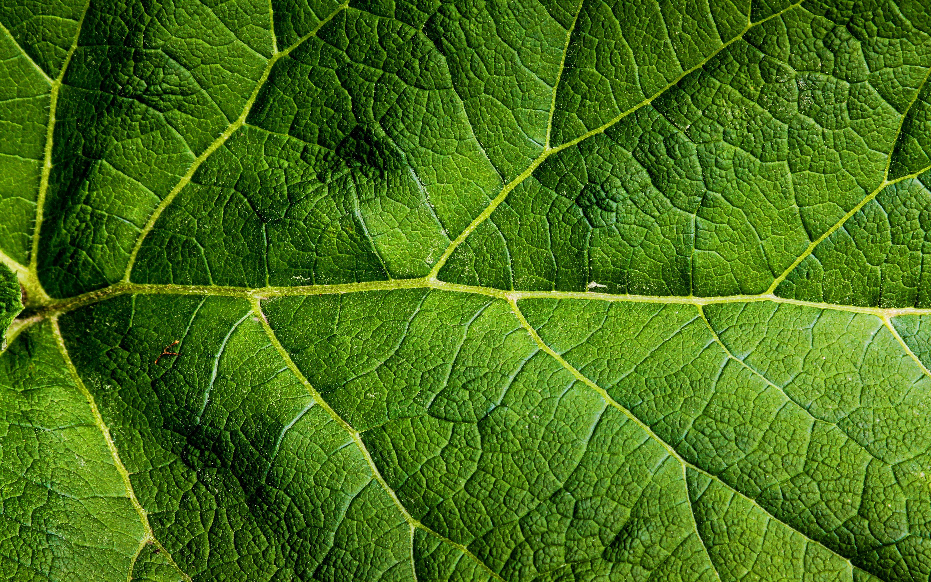 Leaf Texture Wallpapers - Top Free Leaf Texture Backgrounds ...