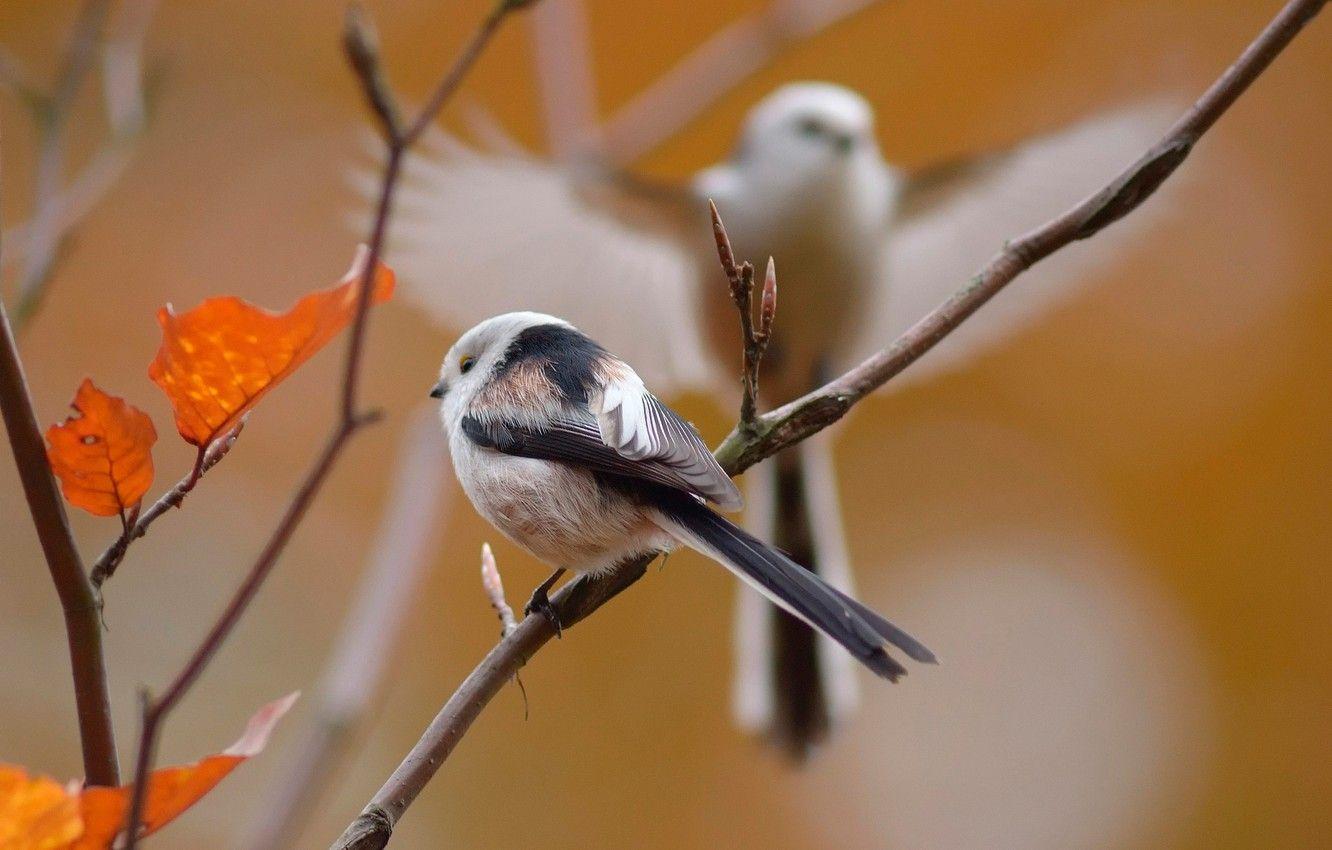 Autumn Beautiful Bird Wallpapers - Top Free Autumn Beautiful Bird ...