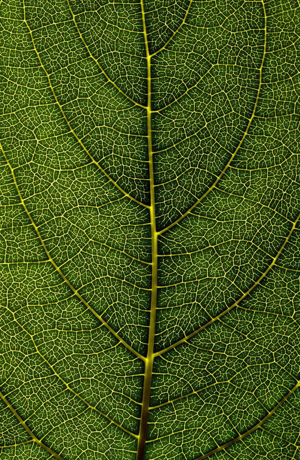Leaf Texture Wallpapers - Top Free Leaf Texture Backgrounds ...